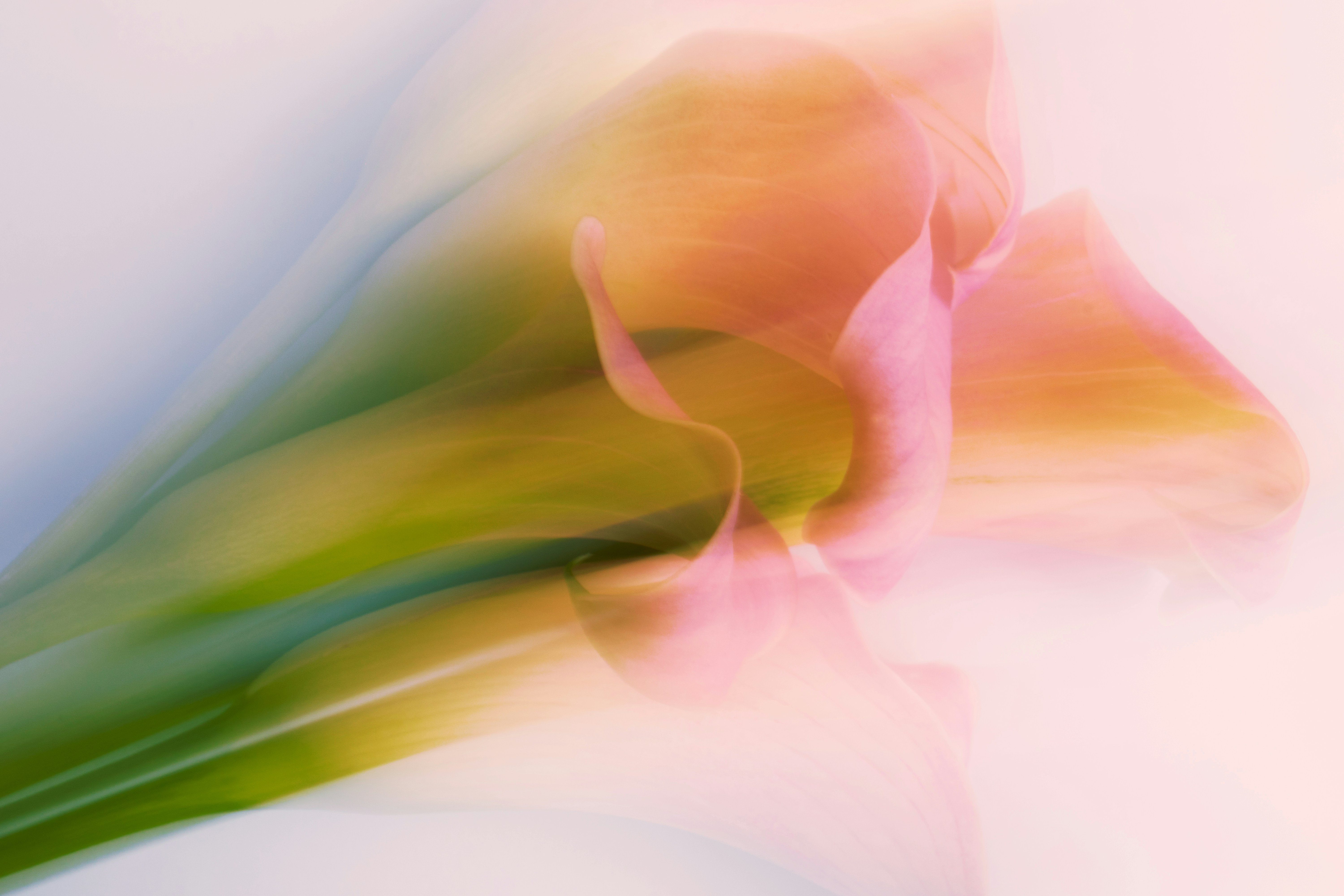 Botanical motion blur in pastel tones.