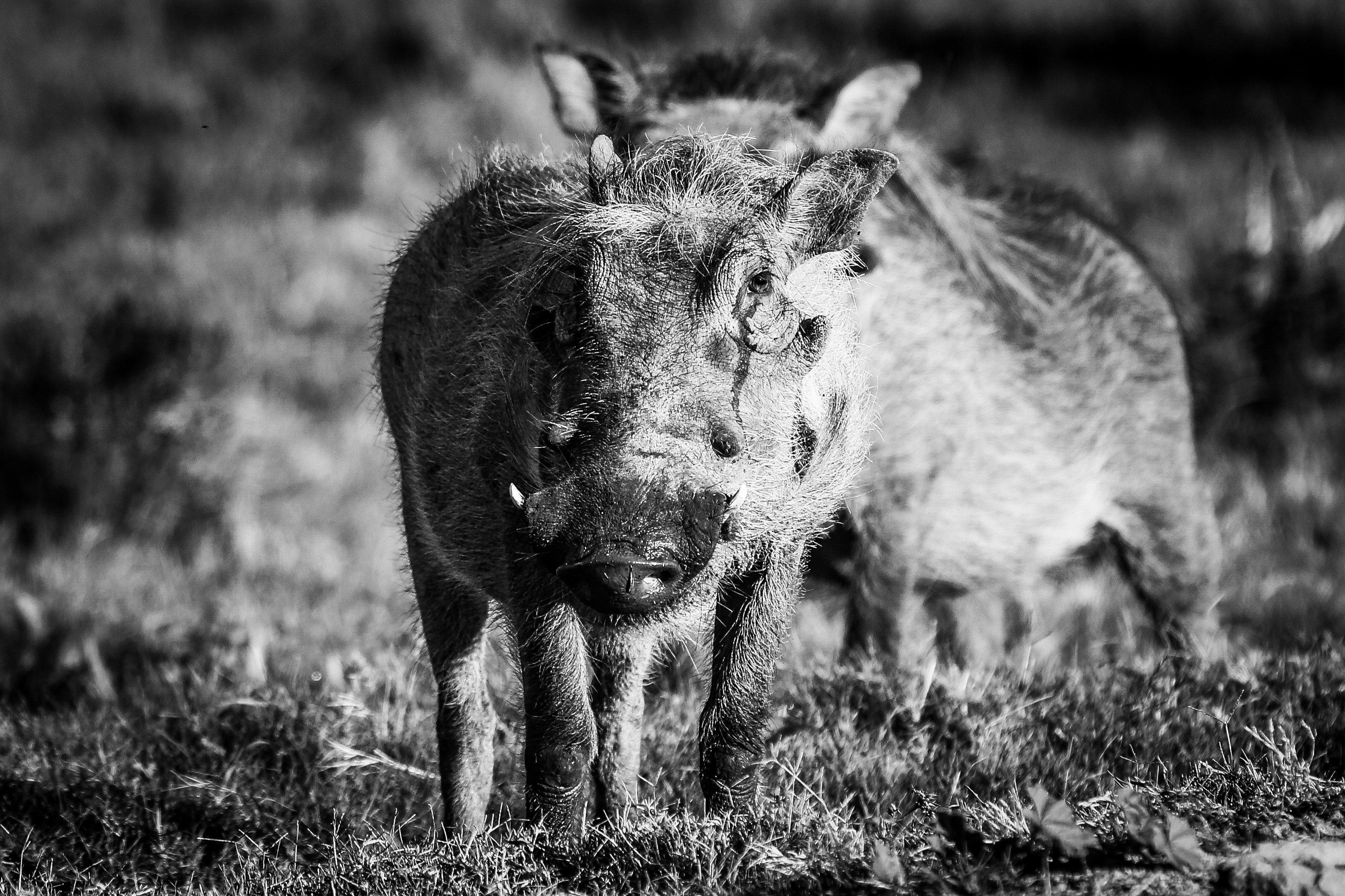Two wild boars in a sunlit field, captured in high-contrast black and white with a natural, candid stance.