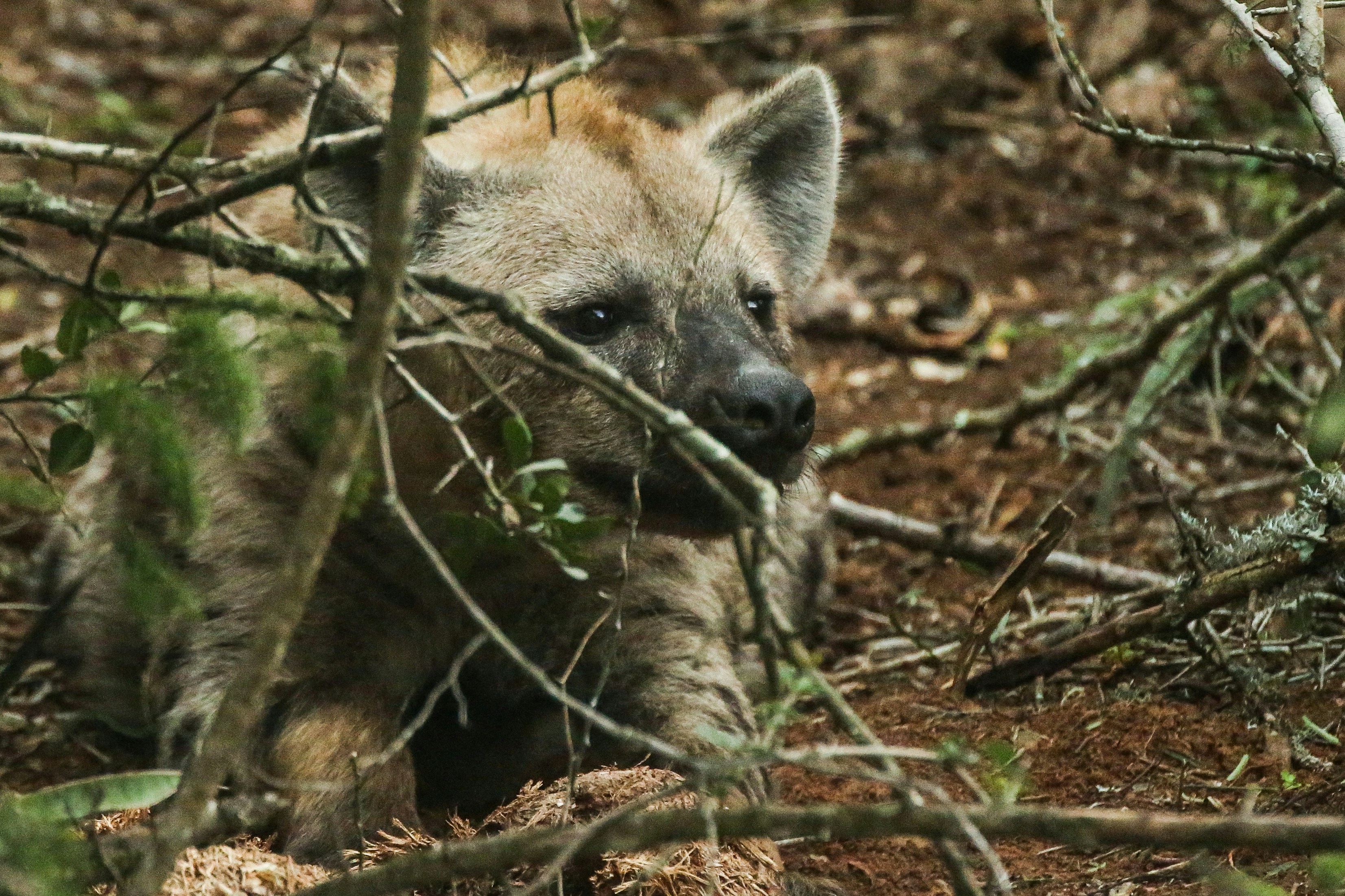 Juvenile Dingo in a Sunken Forest Underbrush