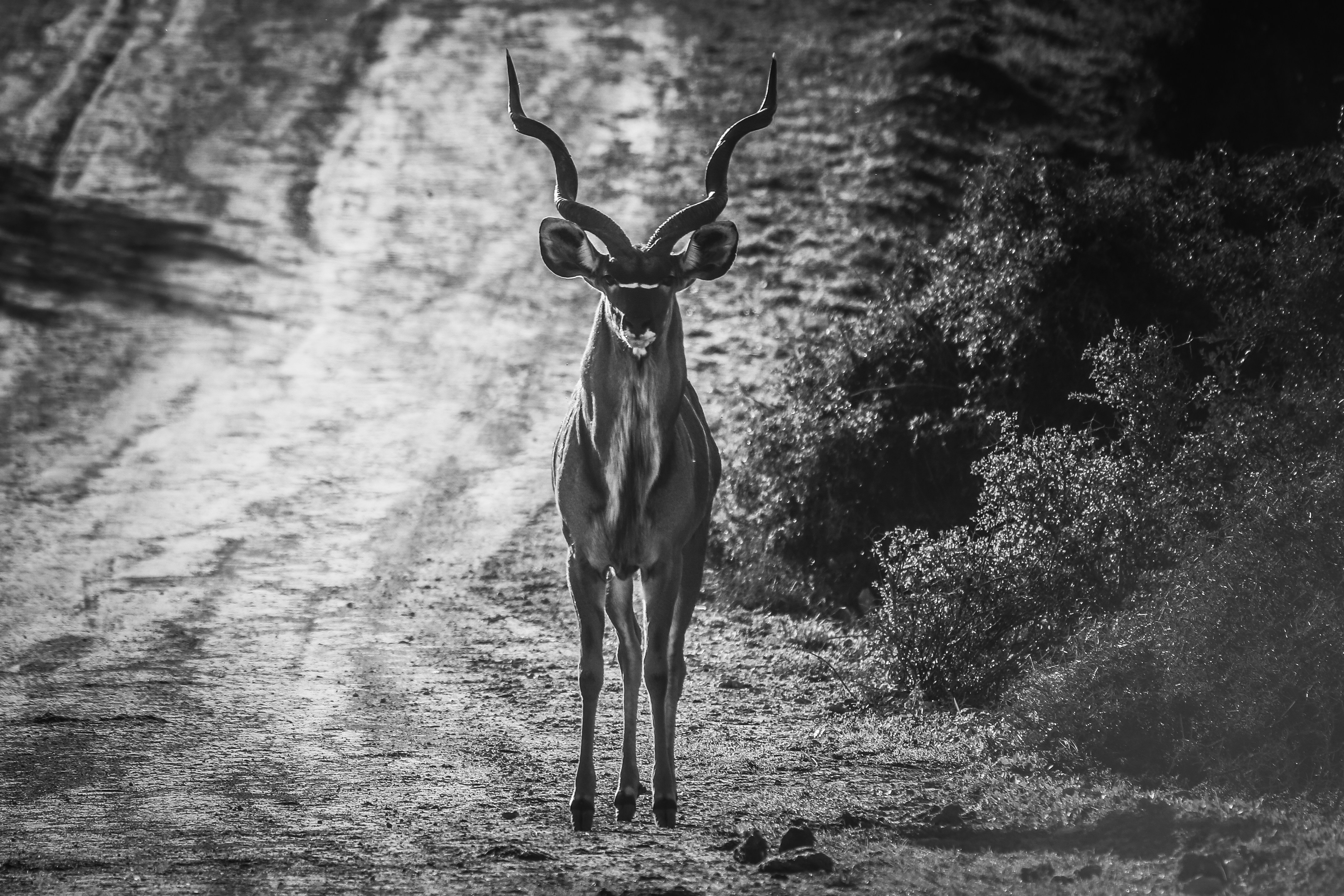 Glyph of the Road: A lone antelope strides toward the light