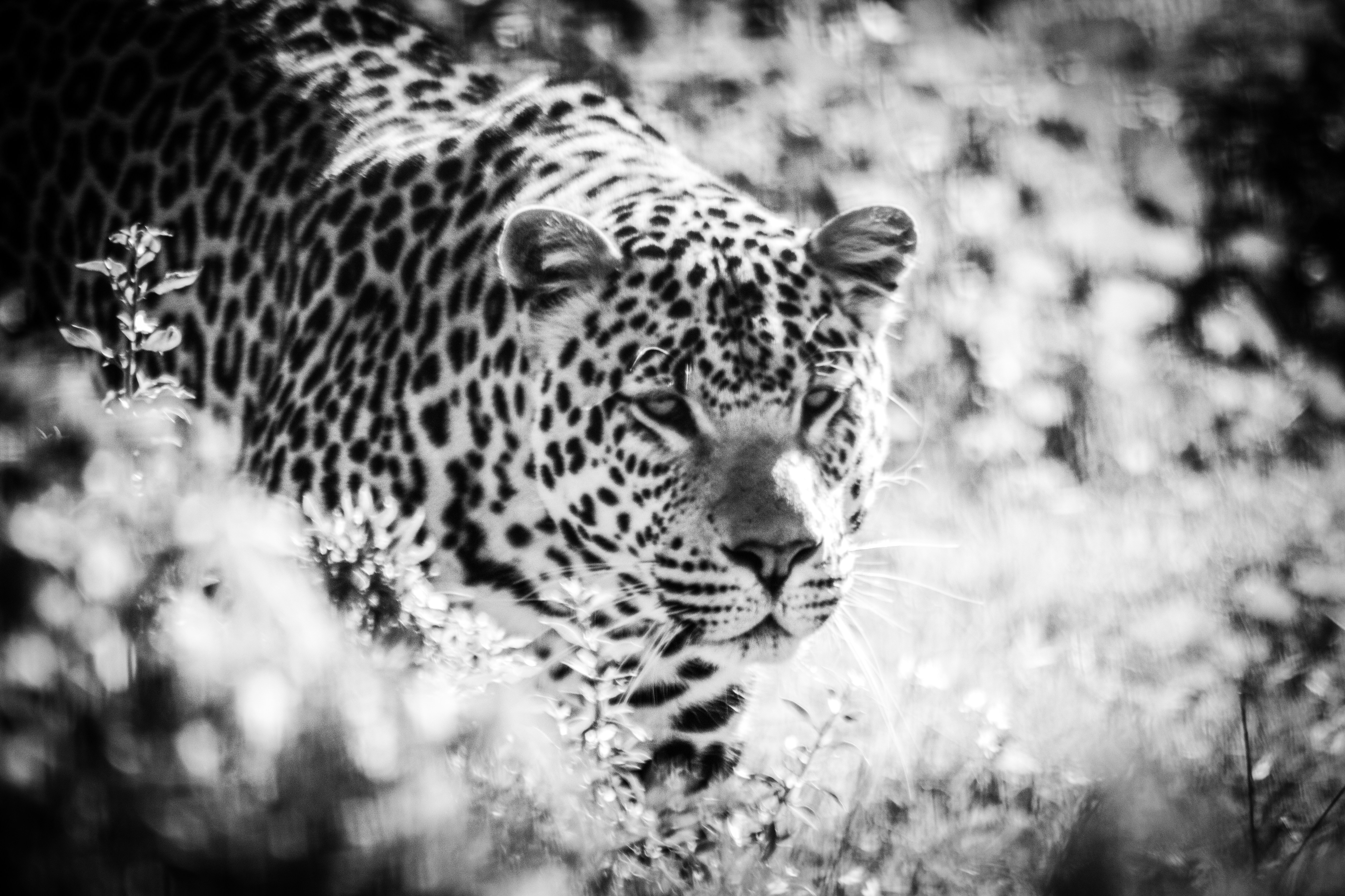 Focused Gaze: Leopard in Quiet Grass