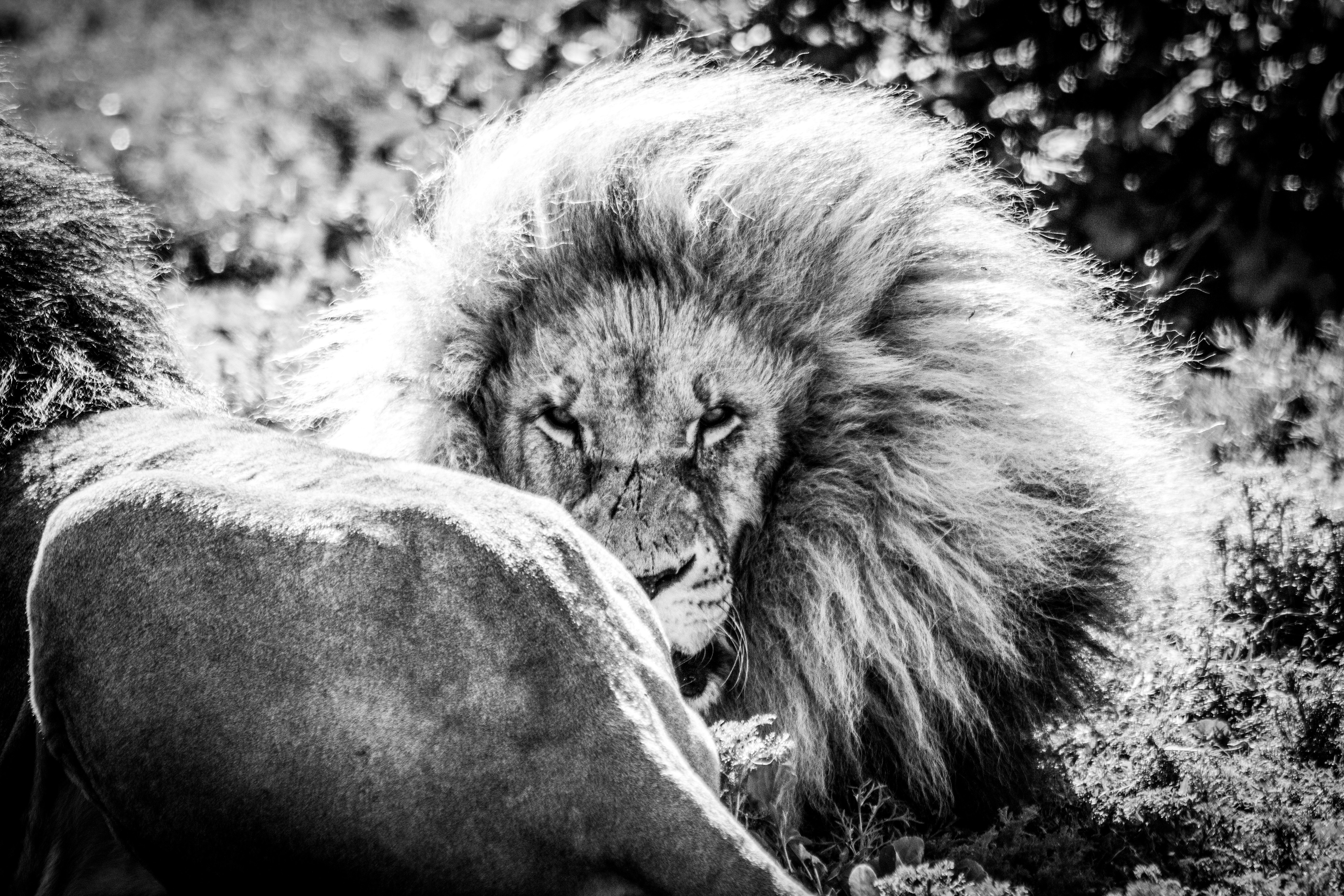 A Majestic Quiet Moment: The Lion’s Gaze Behind a Weathered Boulder