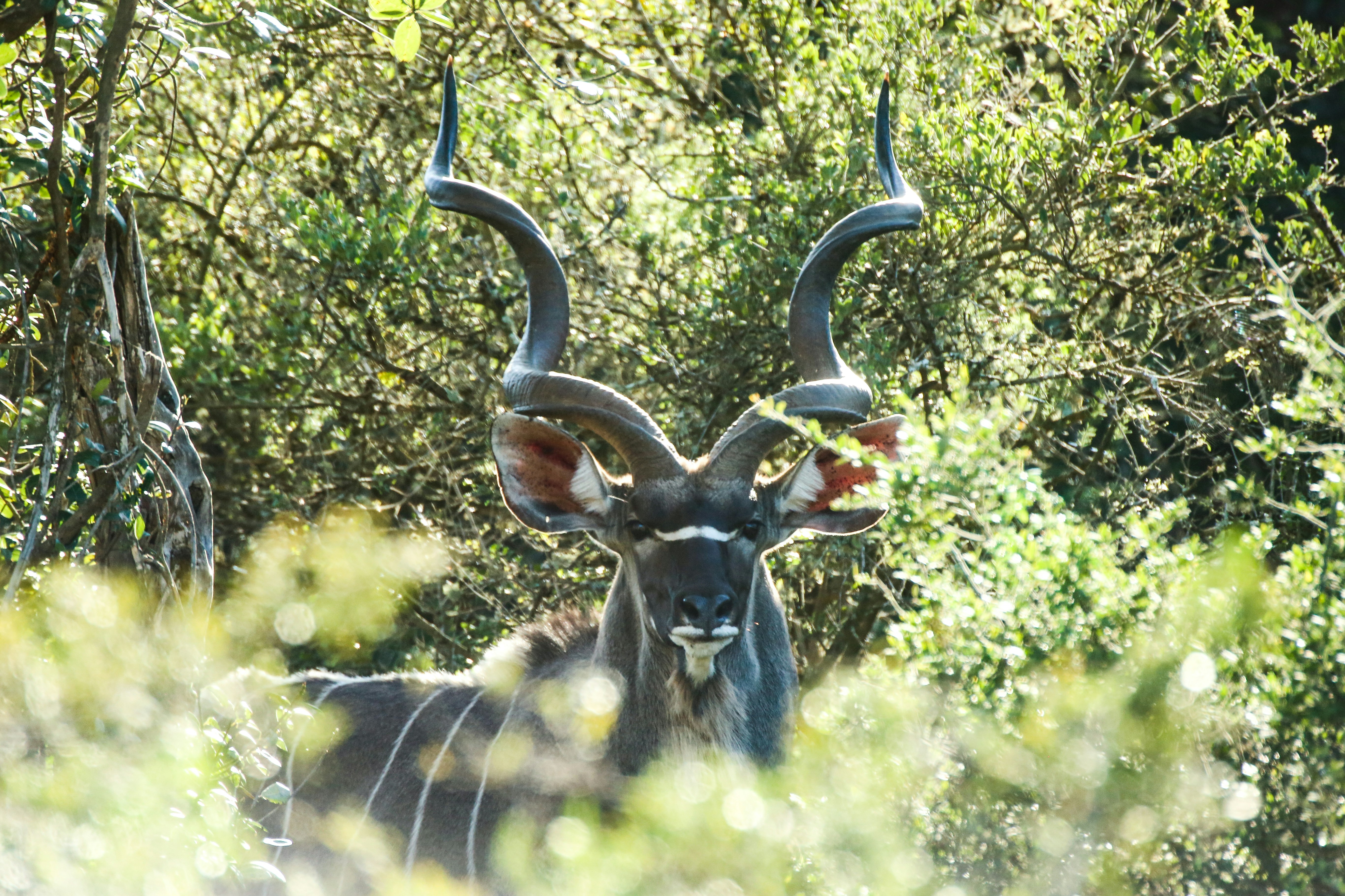 Front-and-Central Stag: Antlered Sentinel Emerging from the Brush