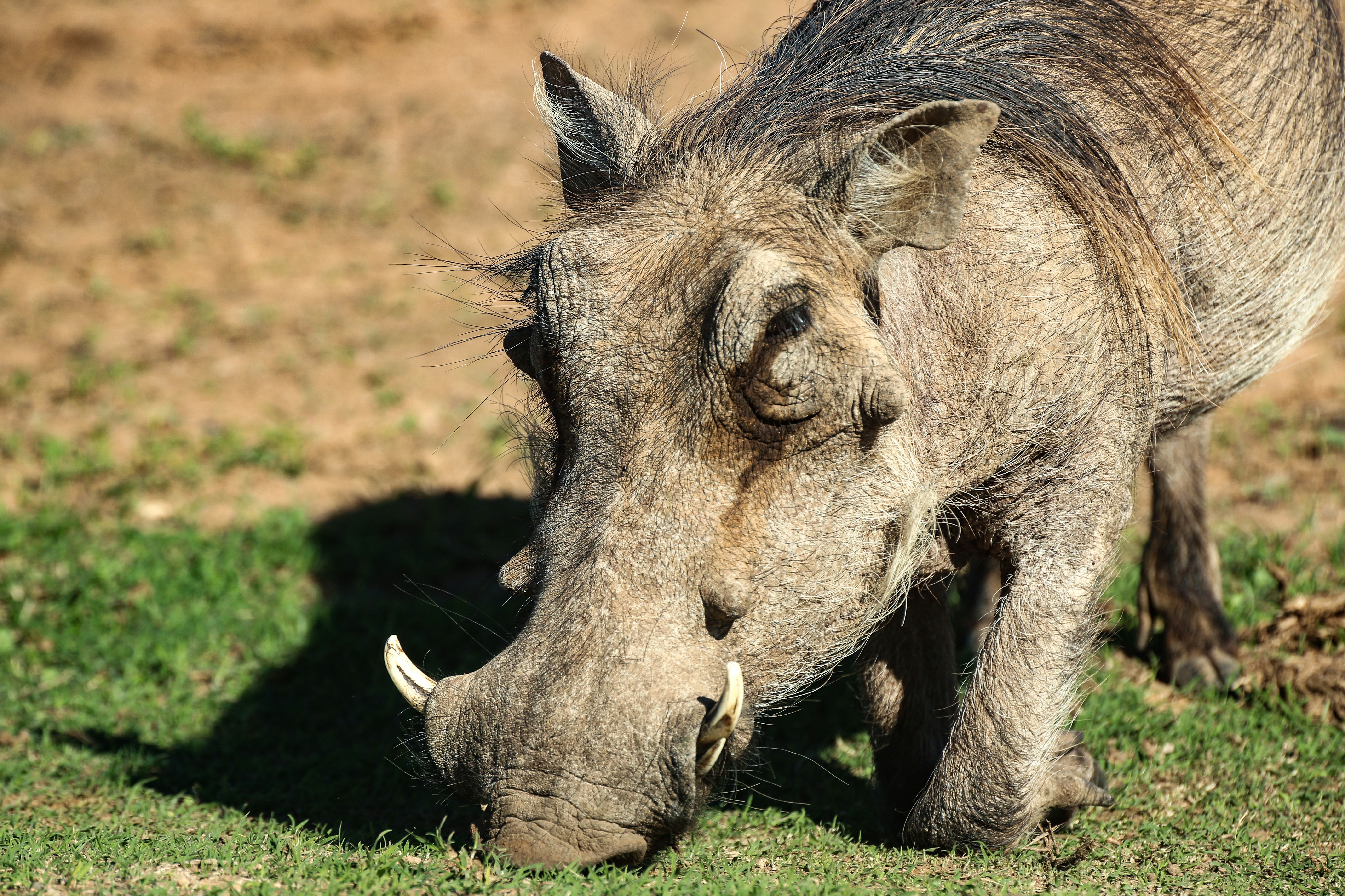 Grounded Grit: A Warhog foraging in sunlit savanna