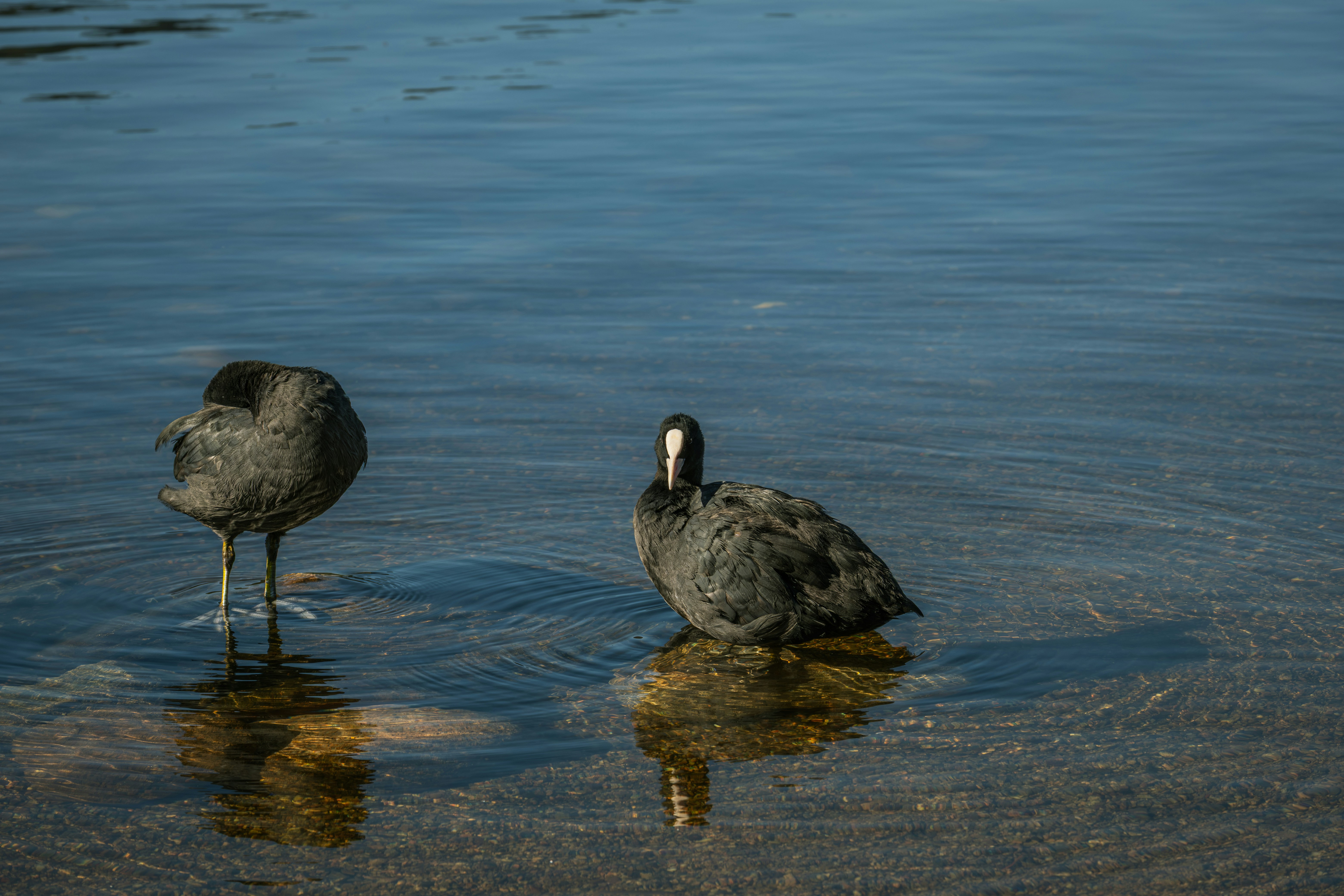 Two Dark-Willed Shallows: A Pair of Cormorants in Quiet Bay