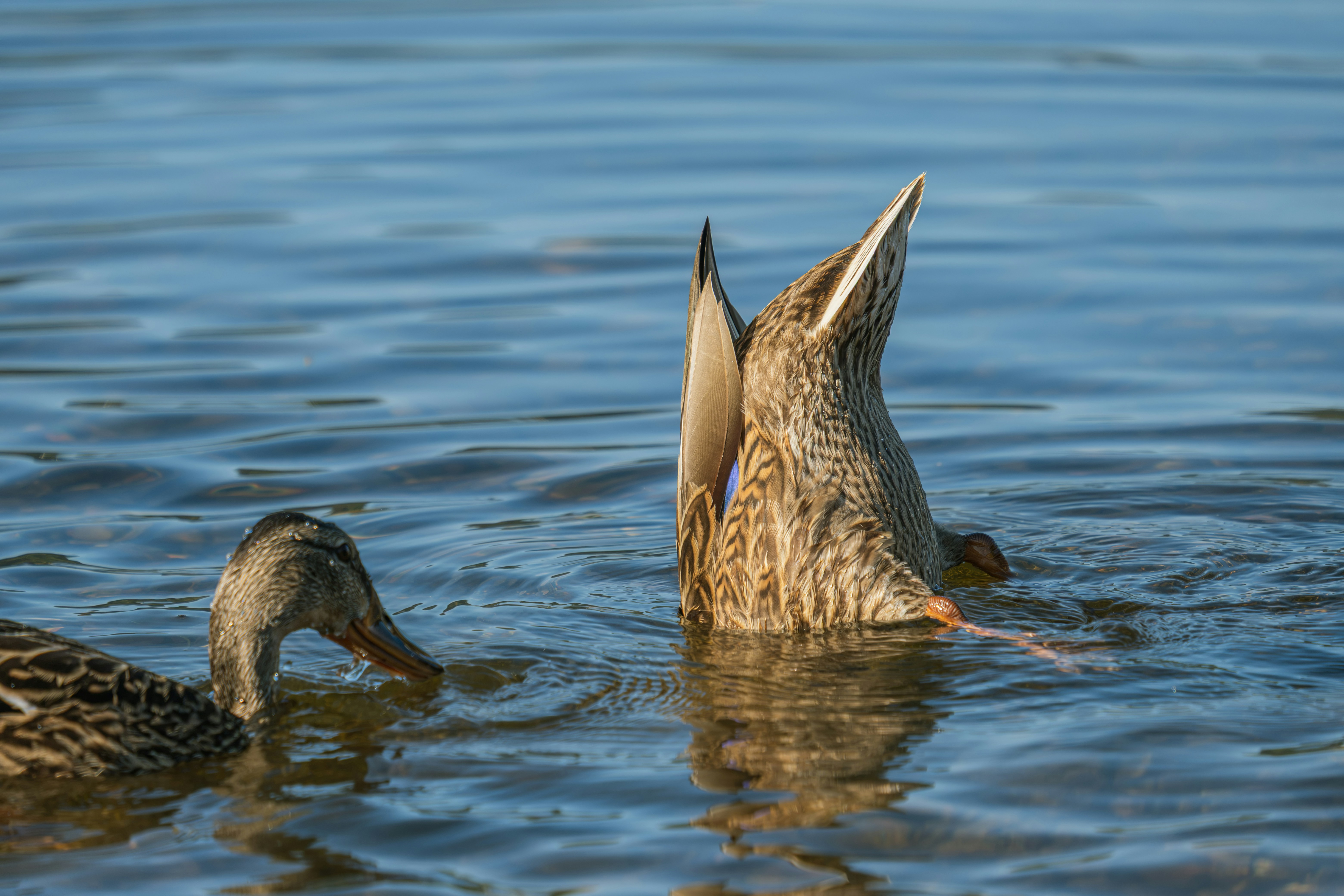 A Mid-Stride Duck Duo in Rippling Light
