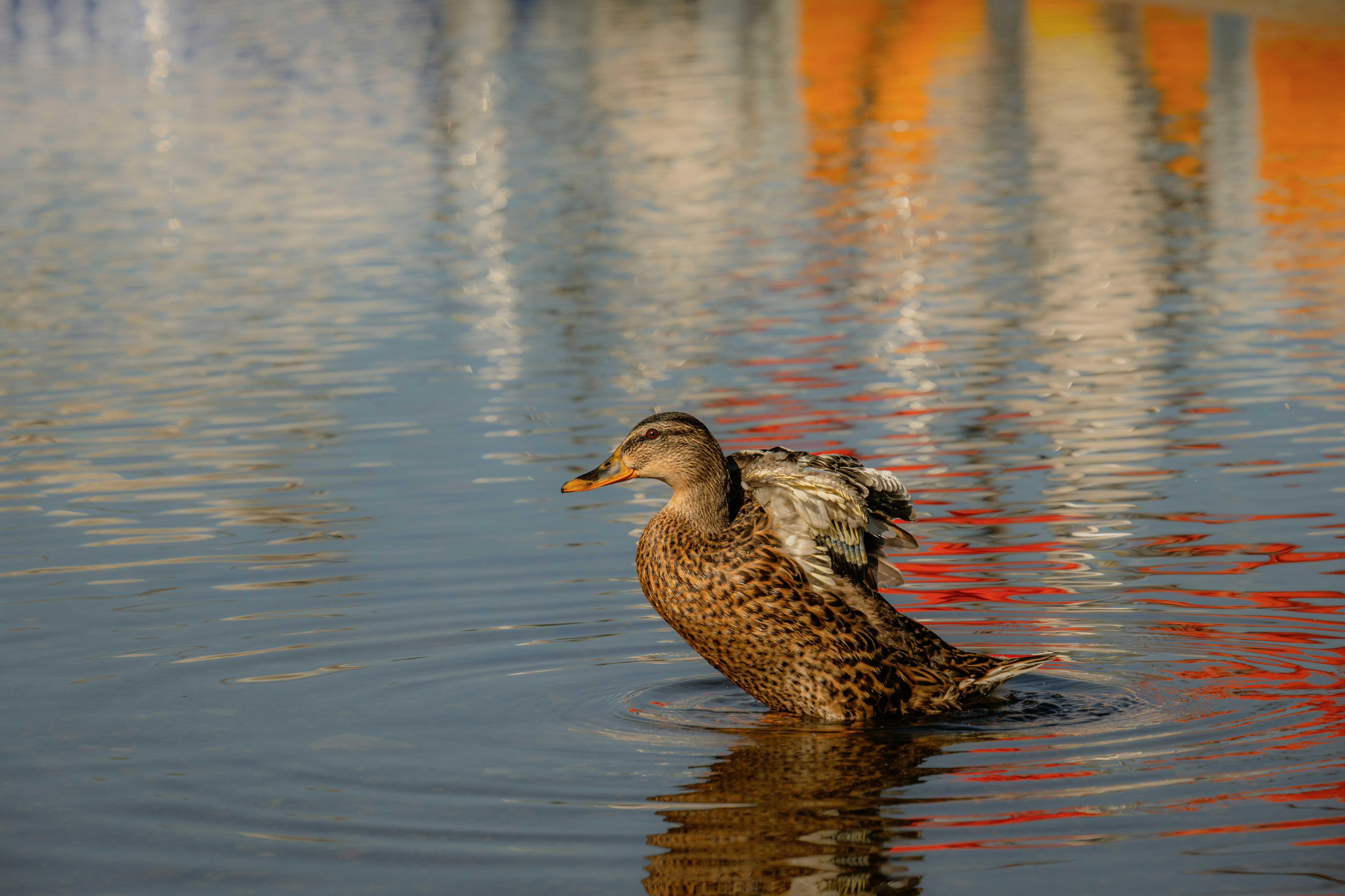Floating Focus: a lone duck gliding through sunlit ripples