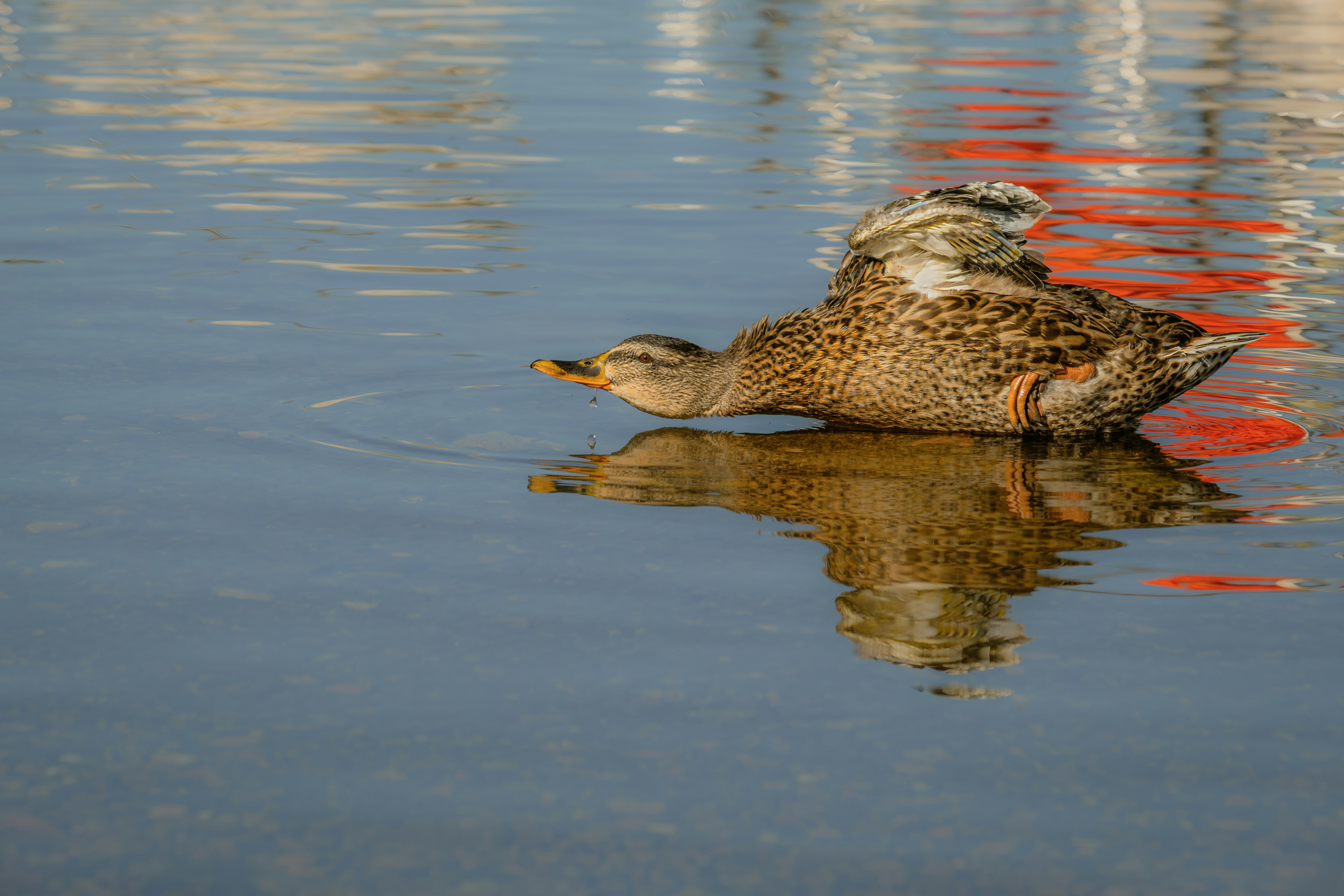 Mirror Duck: A Free-floating Moment on Quiet Water