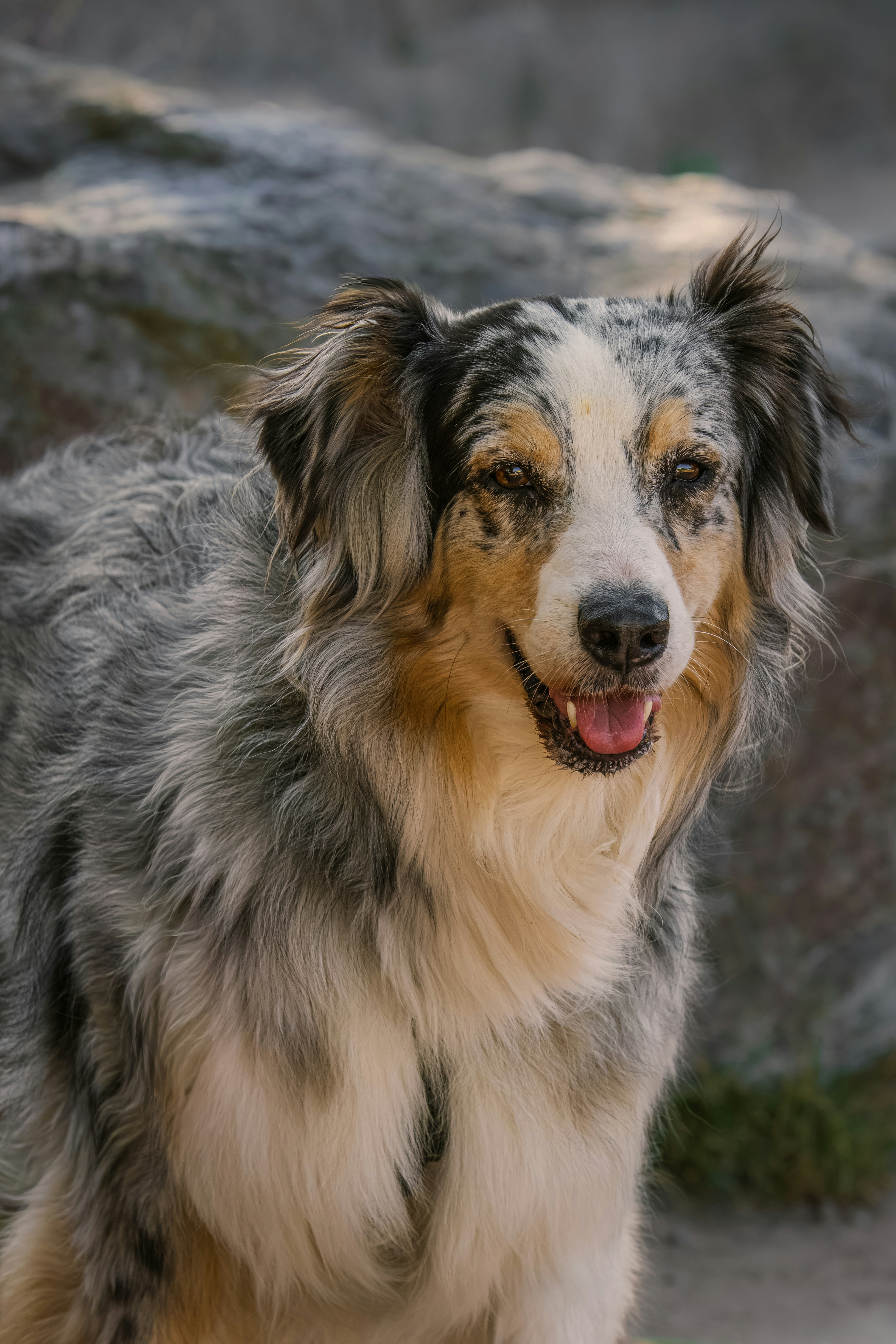 Sunlit Aussie-Smiles: A Happy Herding Dog by the Stone Wall