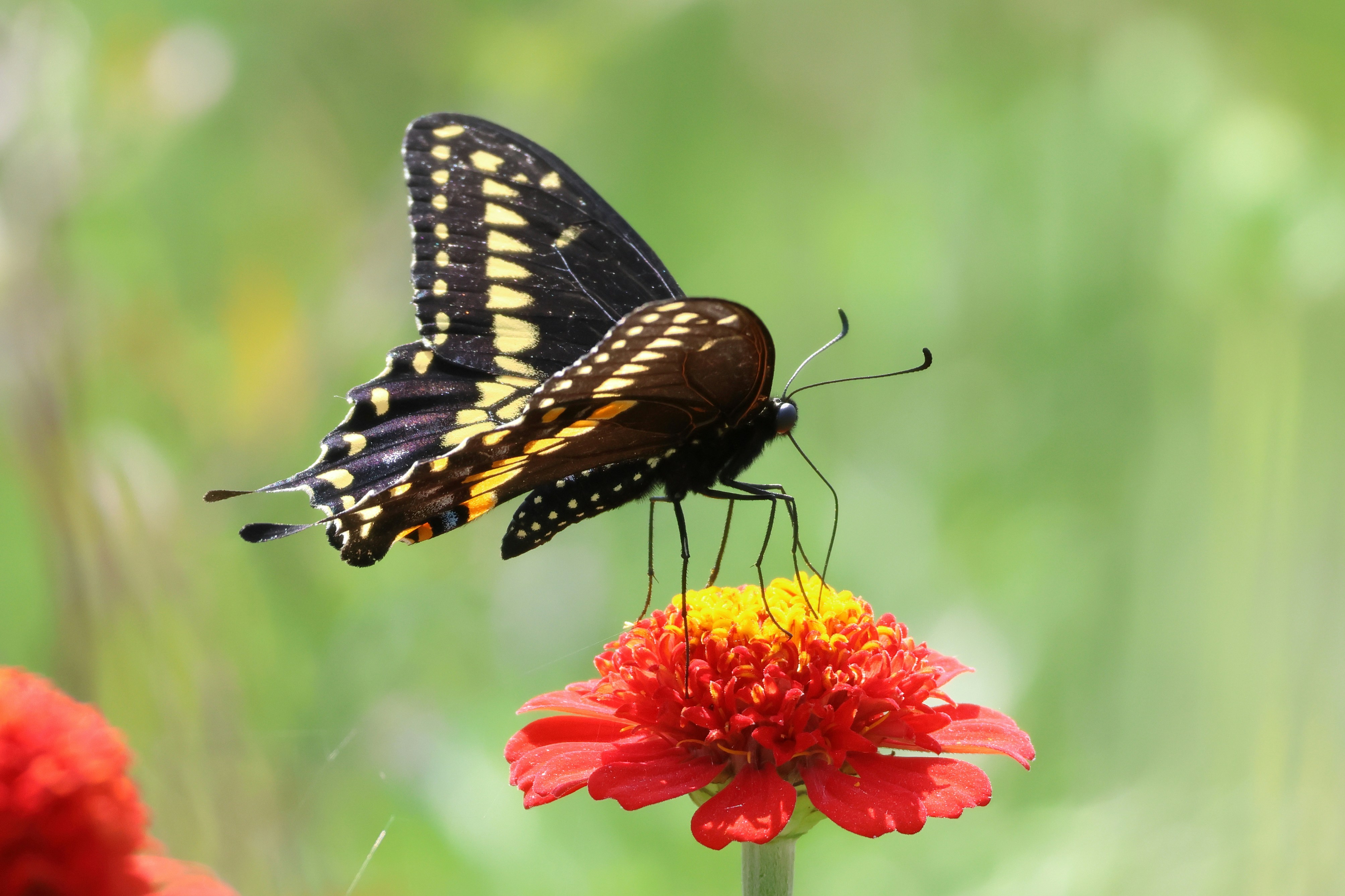 Crimson Bloom Guardian: a Swallowtail on a Scarlet Blossom
