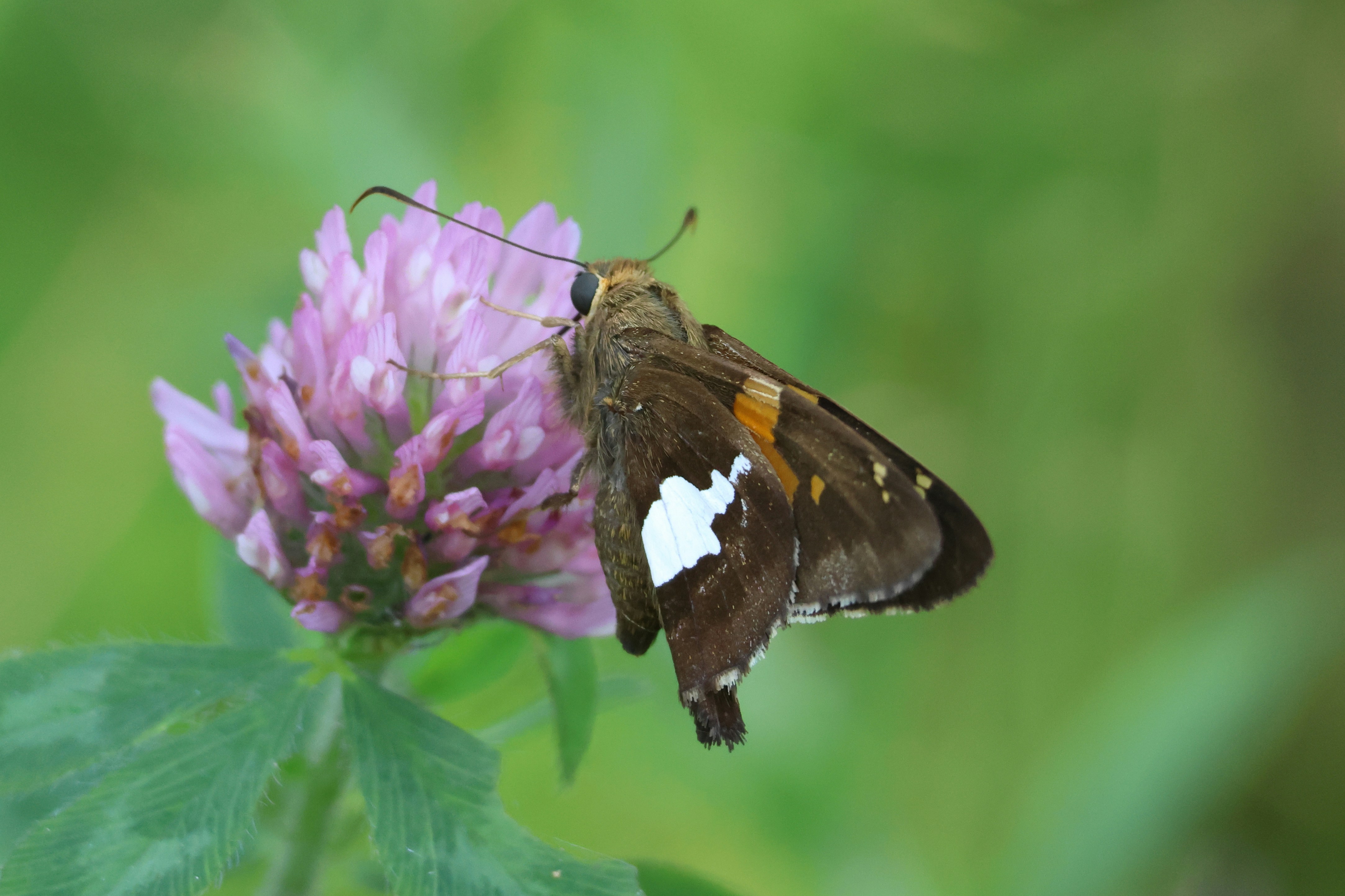 White-marked Skipper on a Violet Bloom