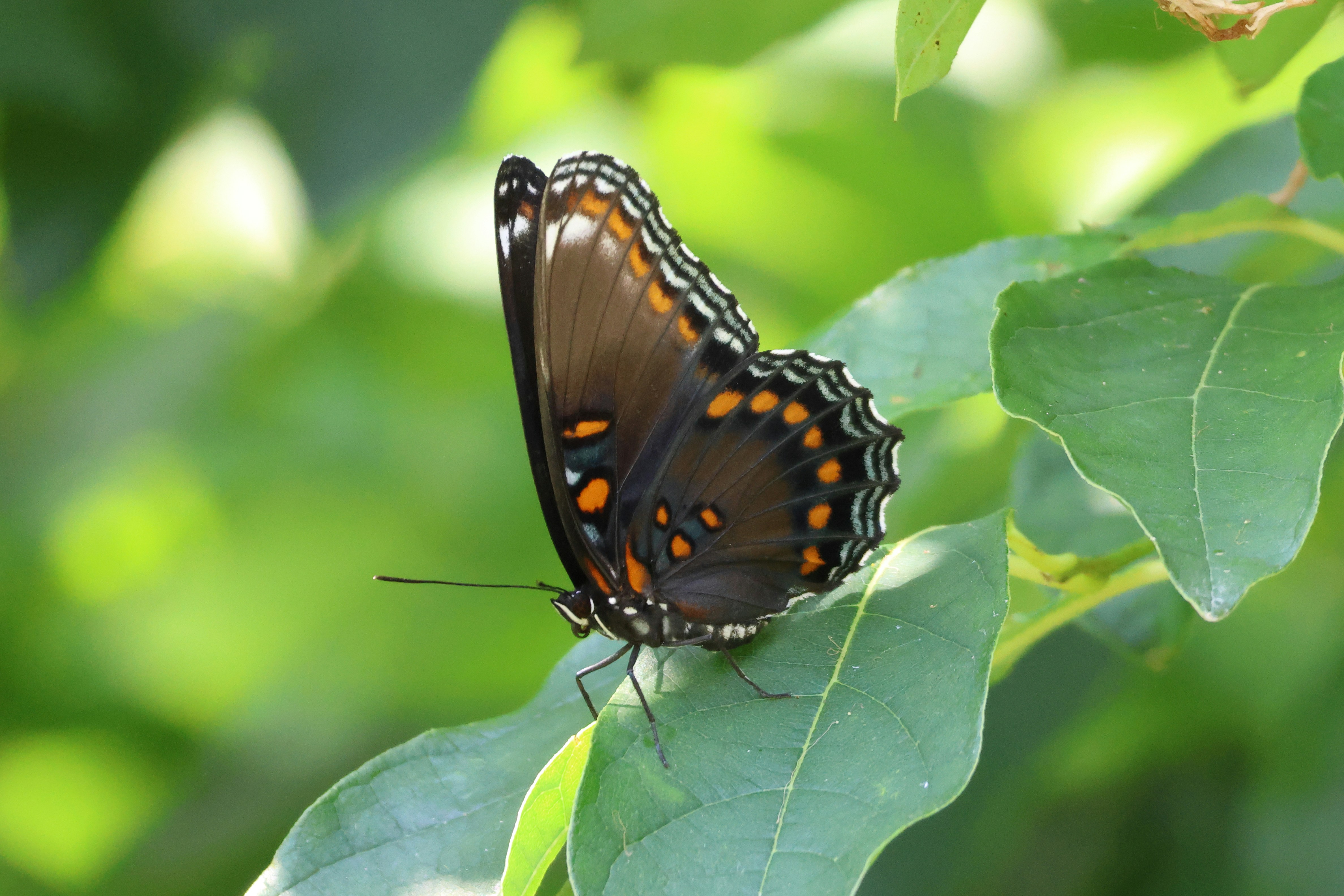 Butterfly on Leaf: Delicate Orange and Black in Soft Green Light