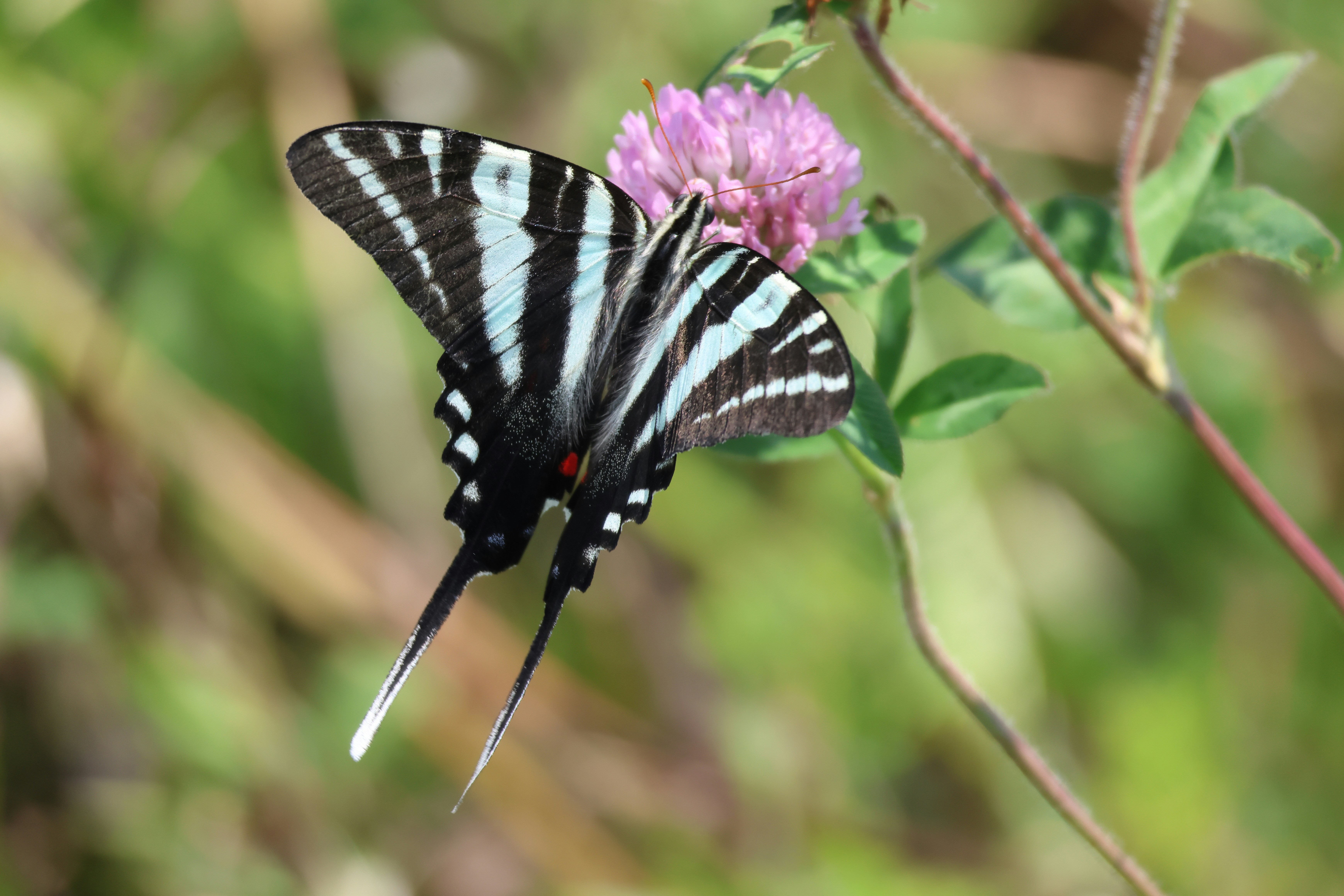 Black-and-White Swirl: Butterfly On Pink Bloom