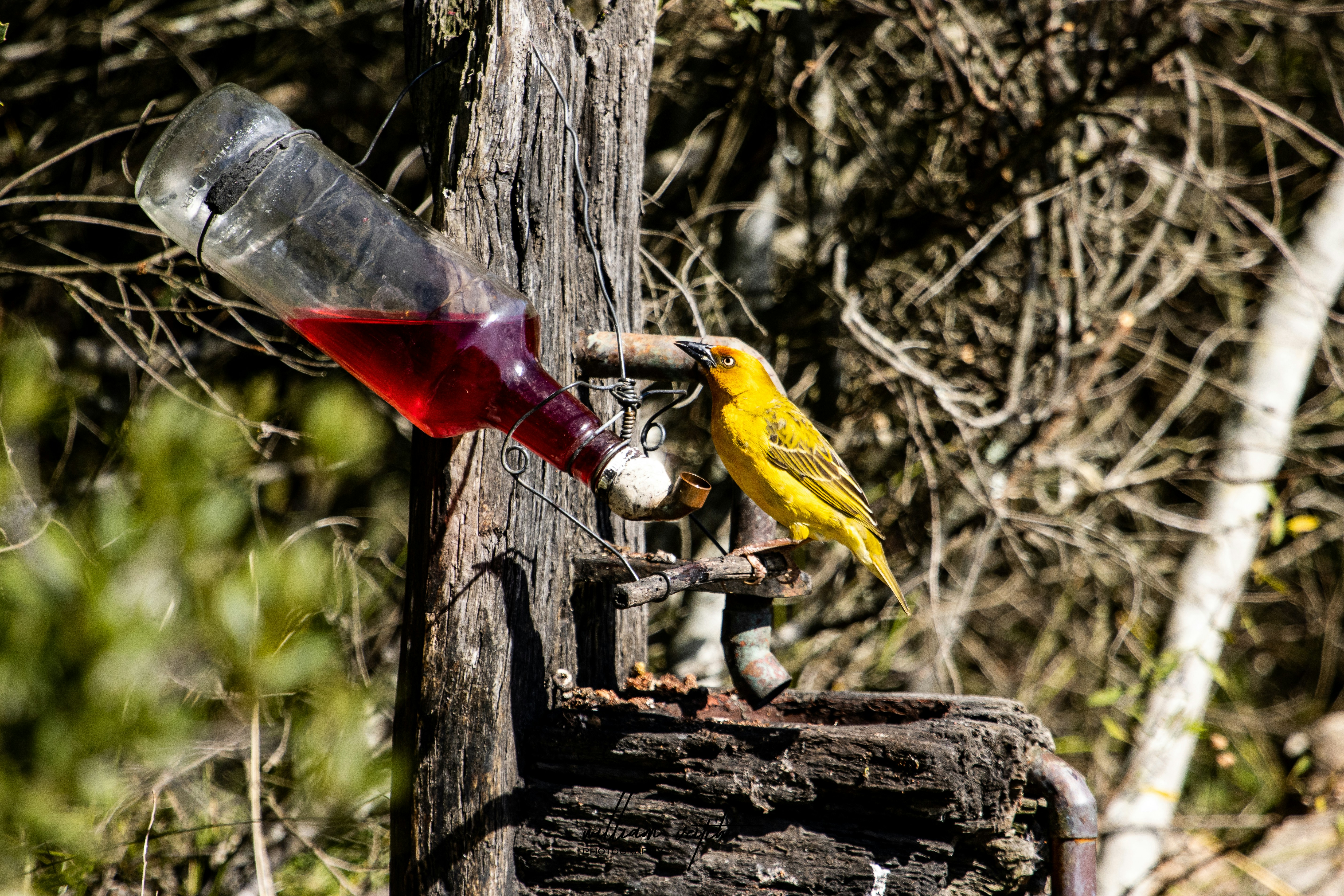 Yellow Songbird at a Drained Bottle Feeder