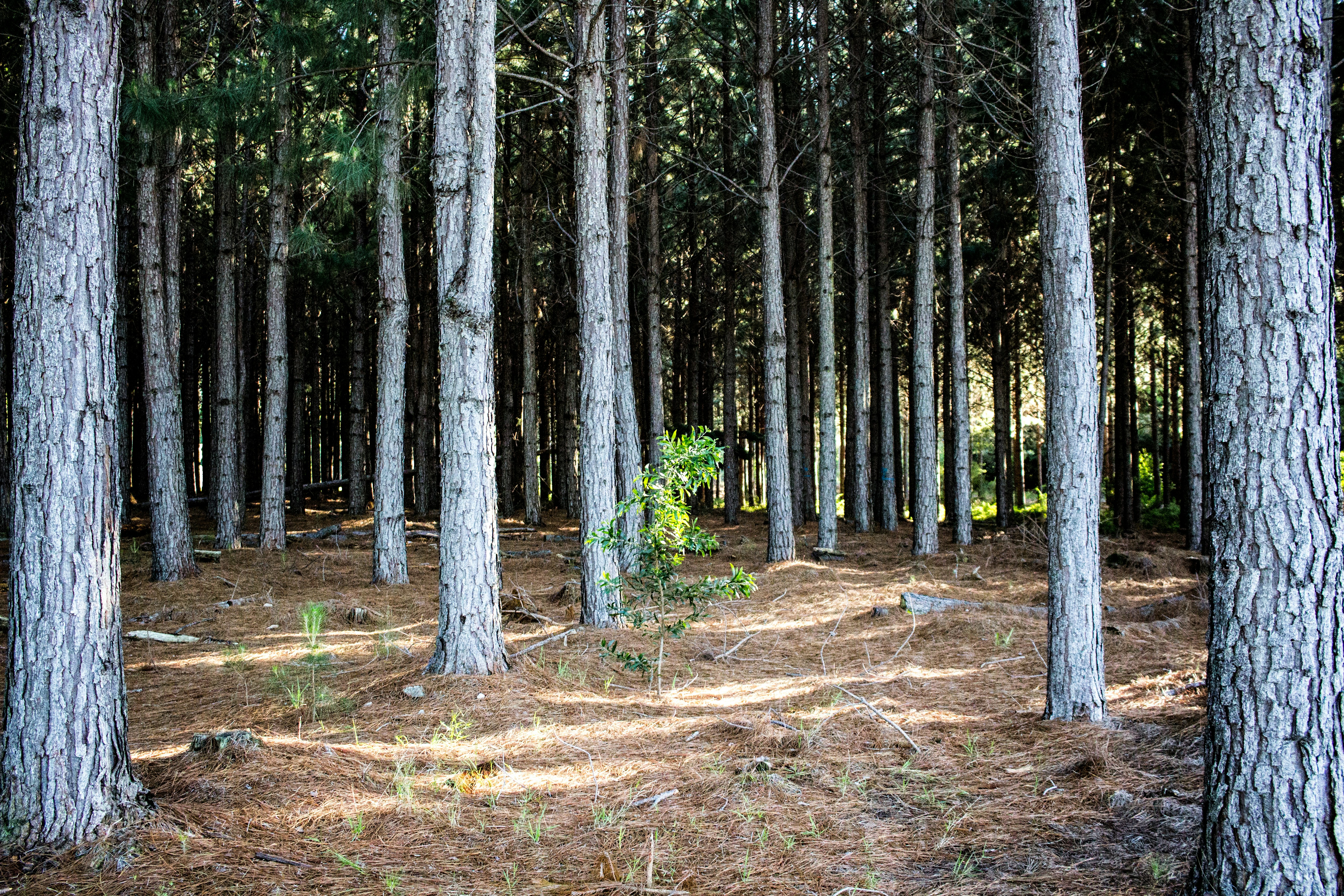 Sunlit Sentinel Pines in a Quiet Forest Row