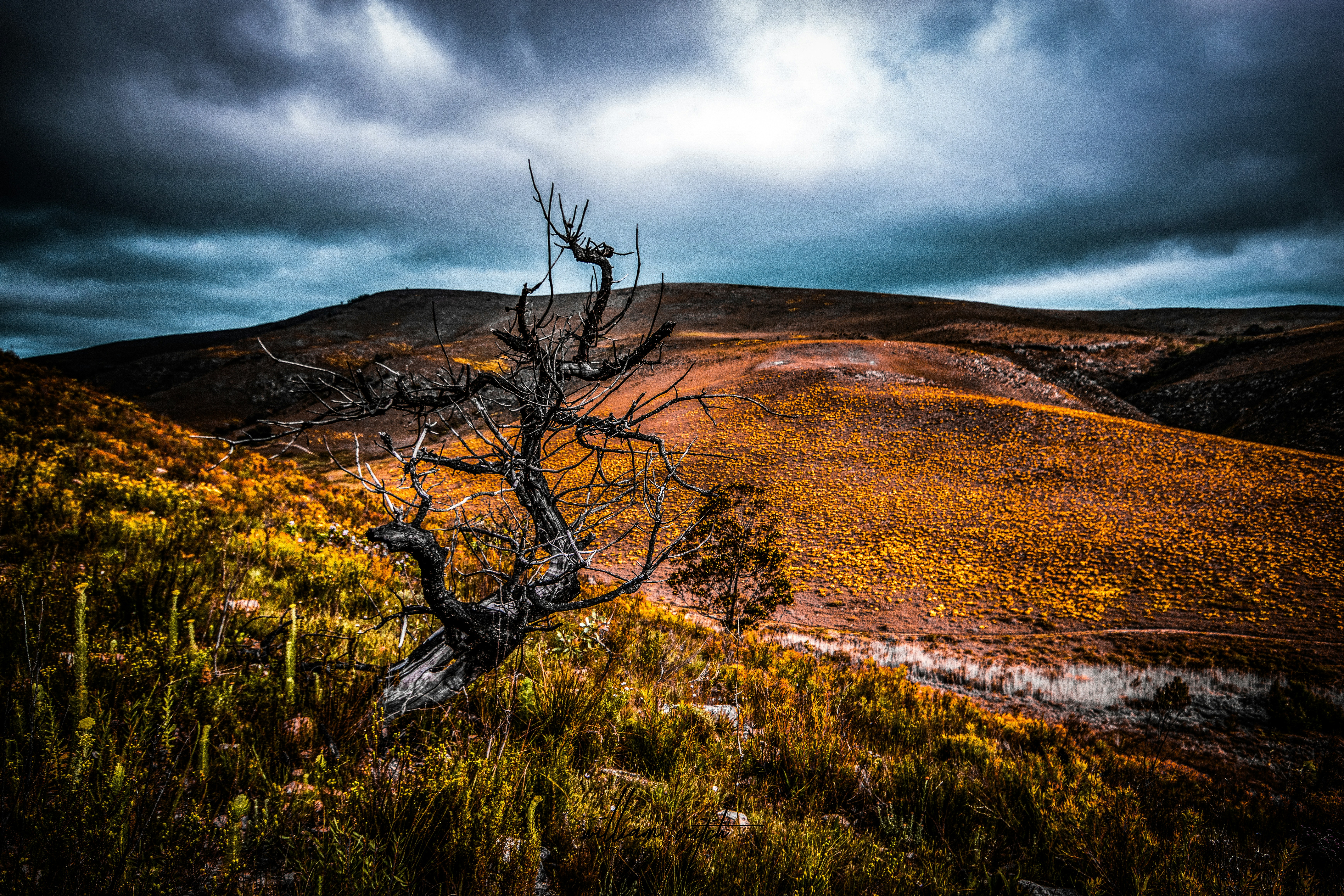 Withered Sentinel in a Sea of Gold