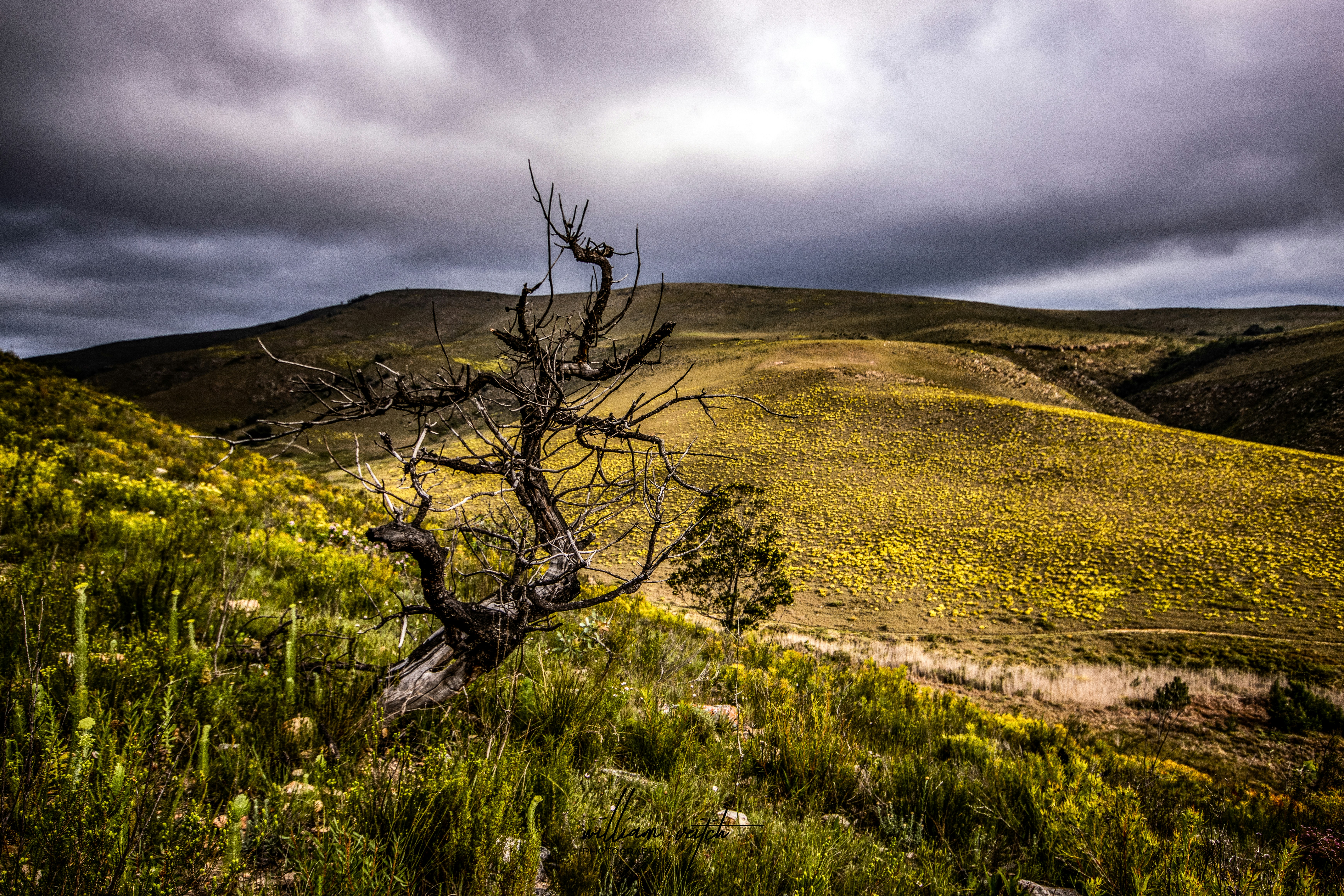 Windward Wraith: A Weathered Gnarled Tree in a blooming hillside