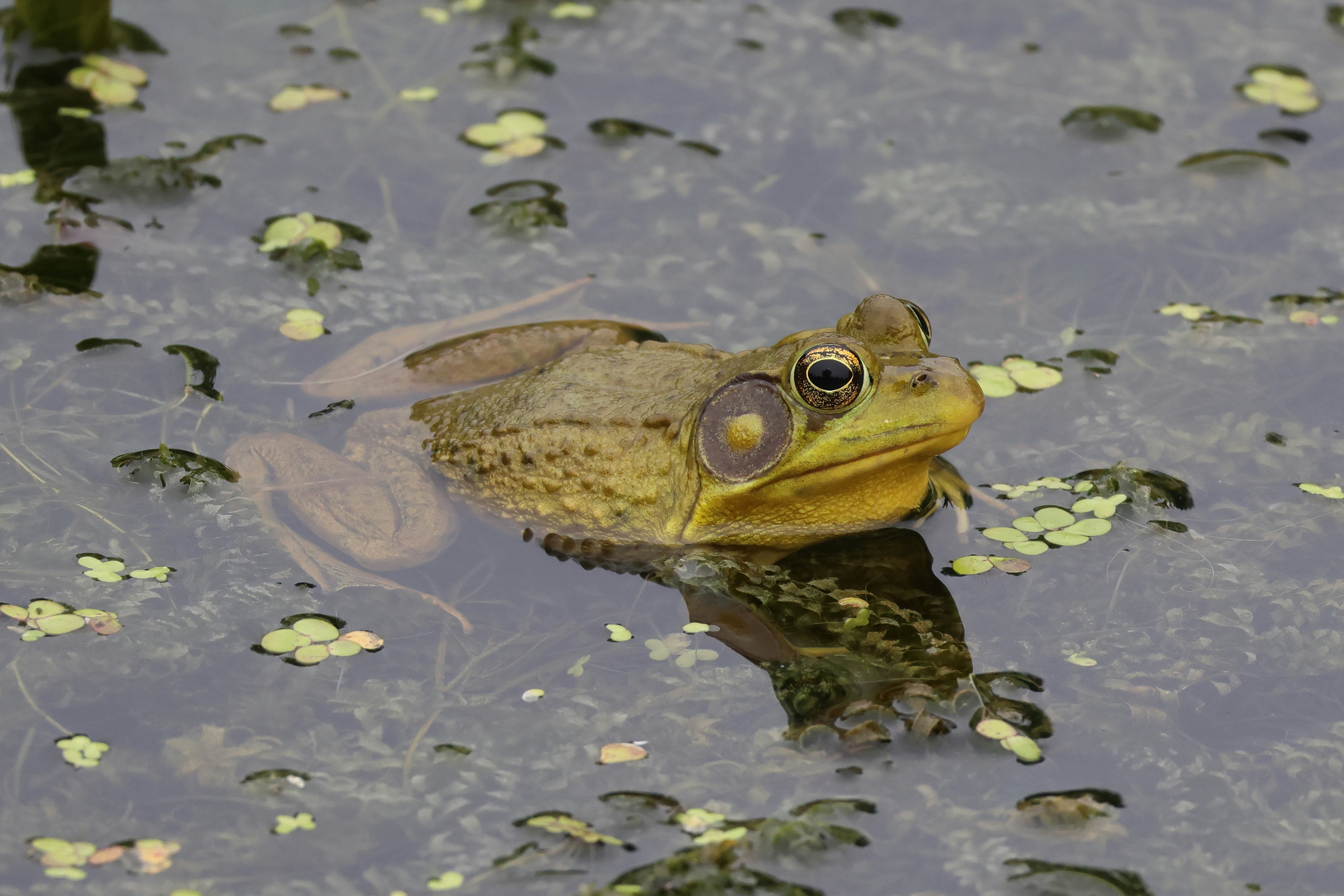 Emerald Watch: A Frog's Quiet Pulse in a Floating Meadow