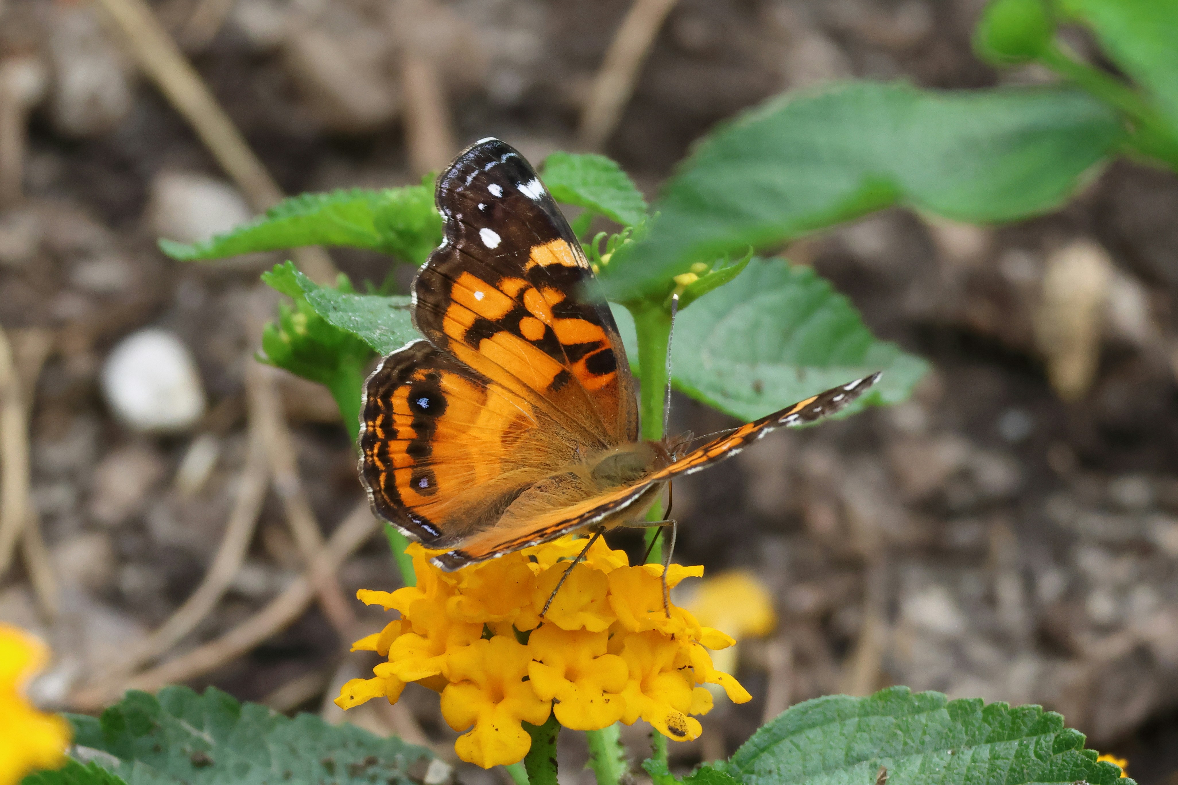 Bright butterfly perched on a yellow flower, with green leaves and soil background; a close-up nature moment. This is a photograph.
