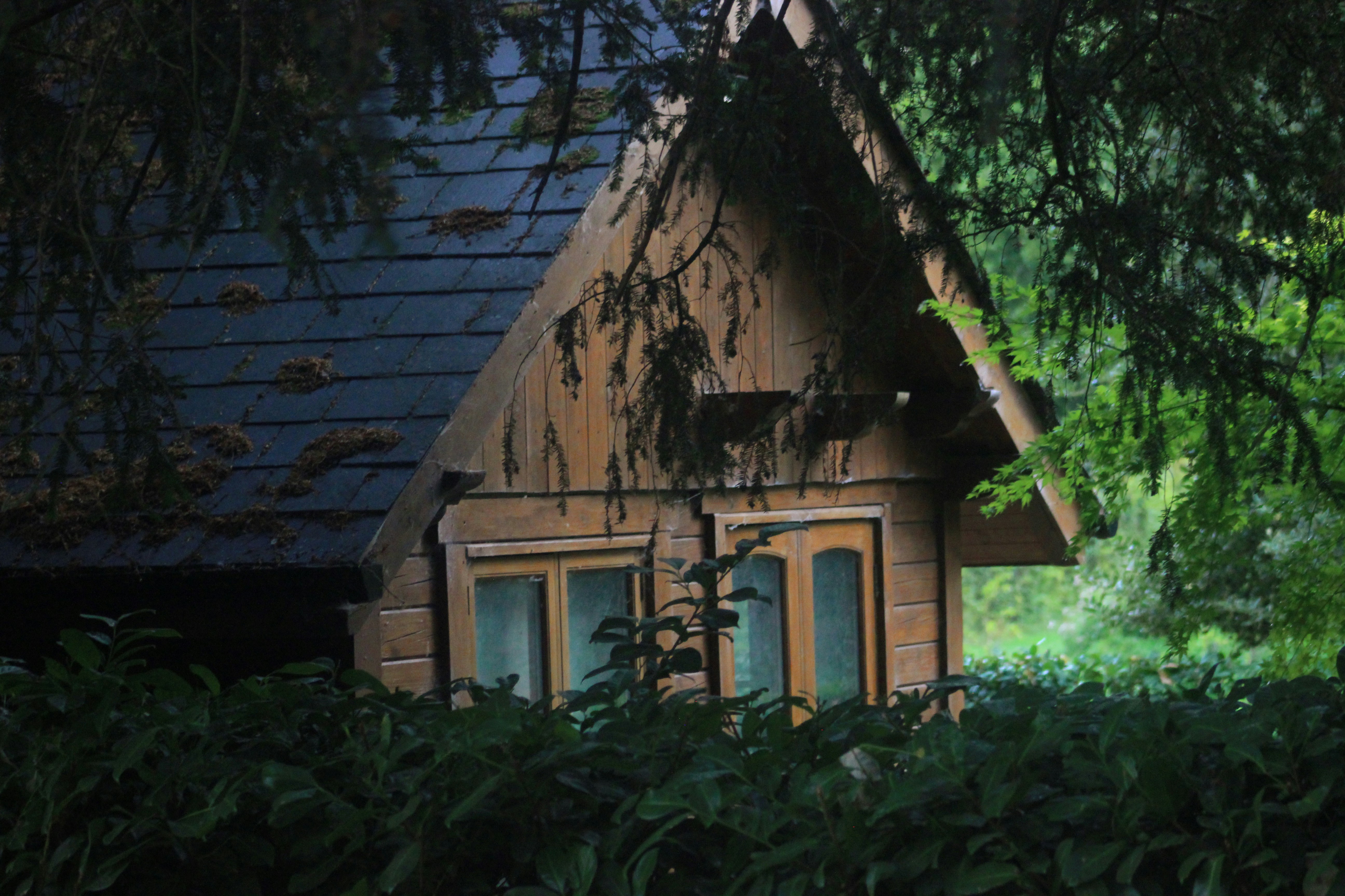 Hidden Cabin in Shade: Mossy Pines Guarding a Quiet Door