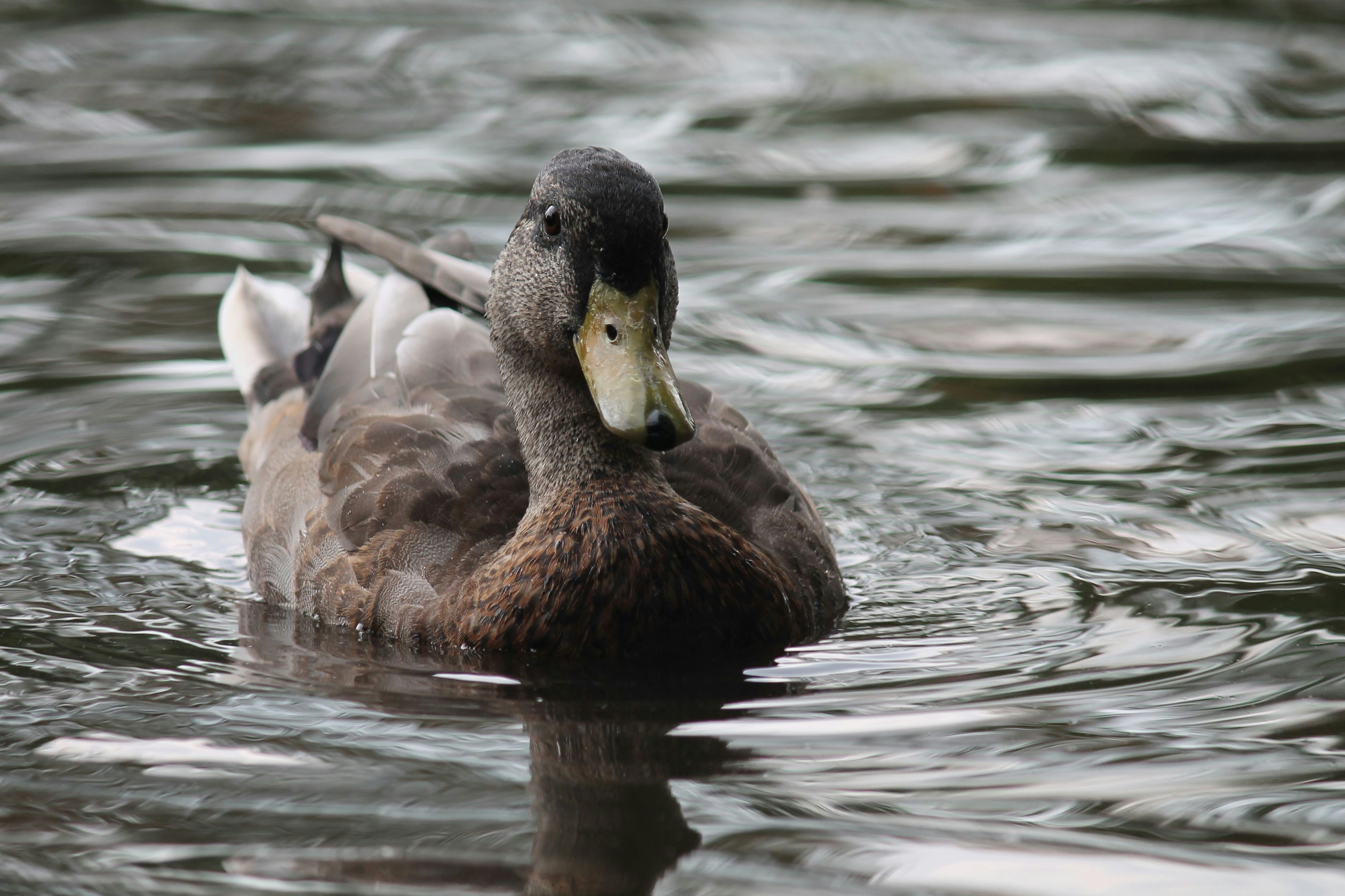 Gentle Ducklee: A Calm Glide Across Glassy Ripples