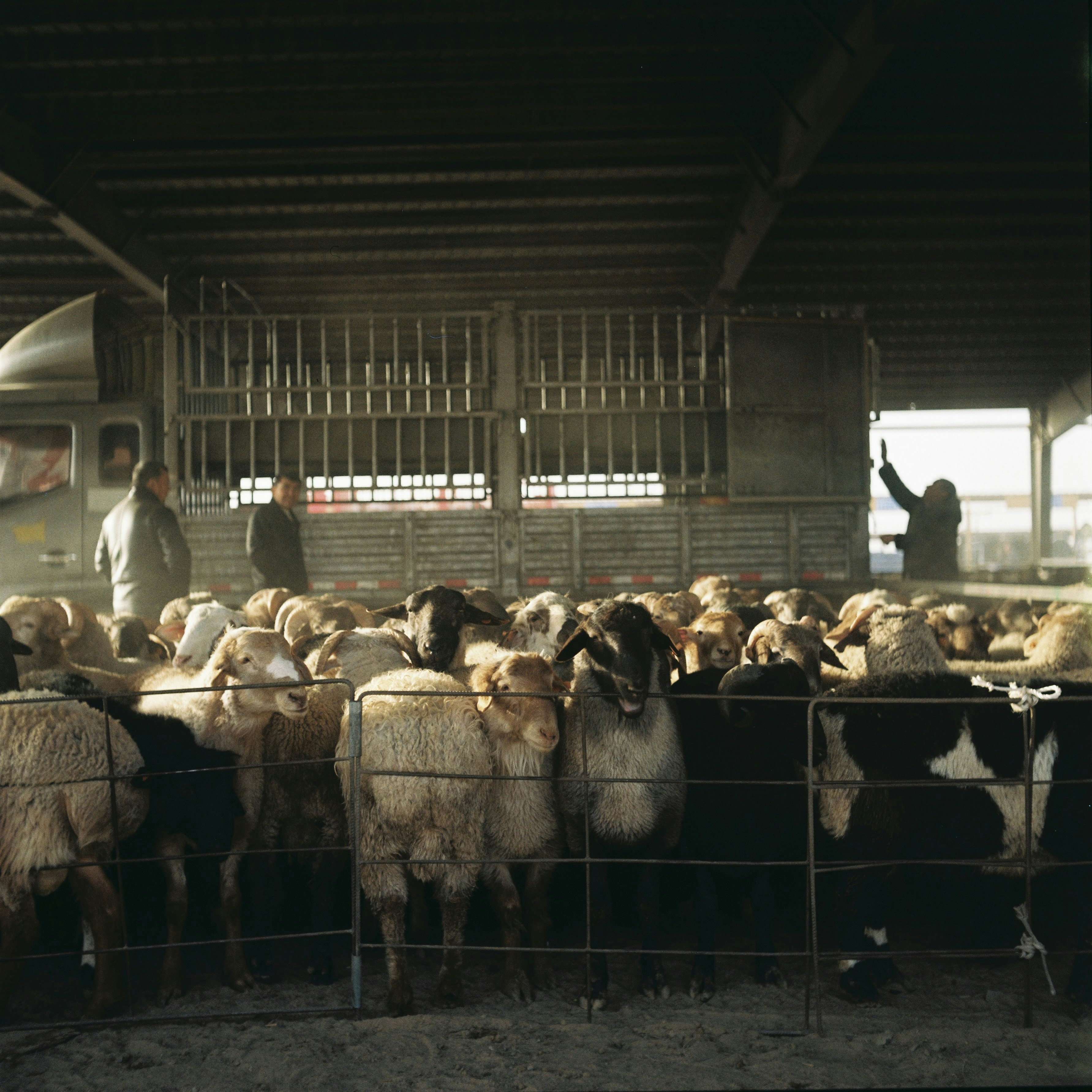 Herded Silence: Sheep and Cattle at Dusk in a Farmyard Pen