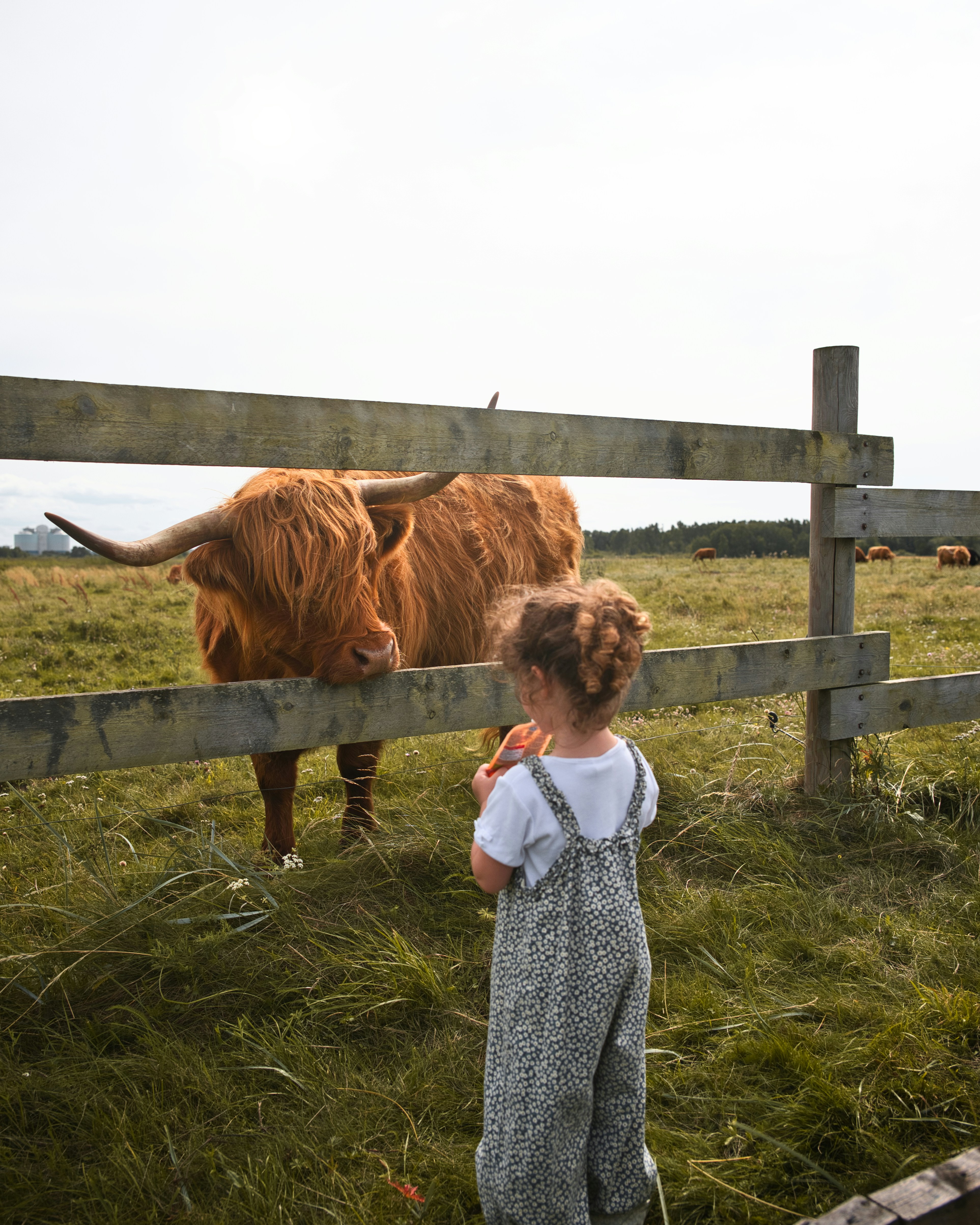 Child with Curious Gaze at a Highland Red