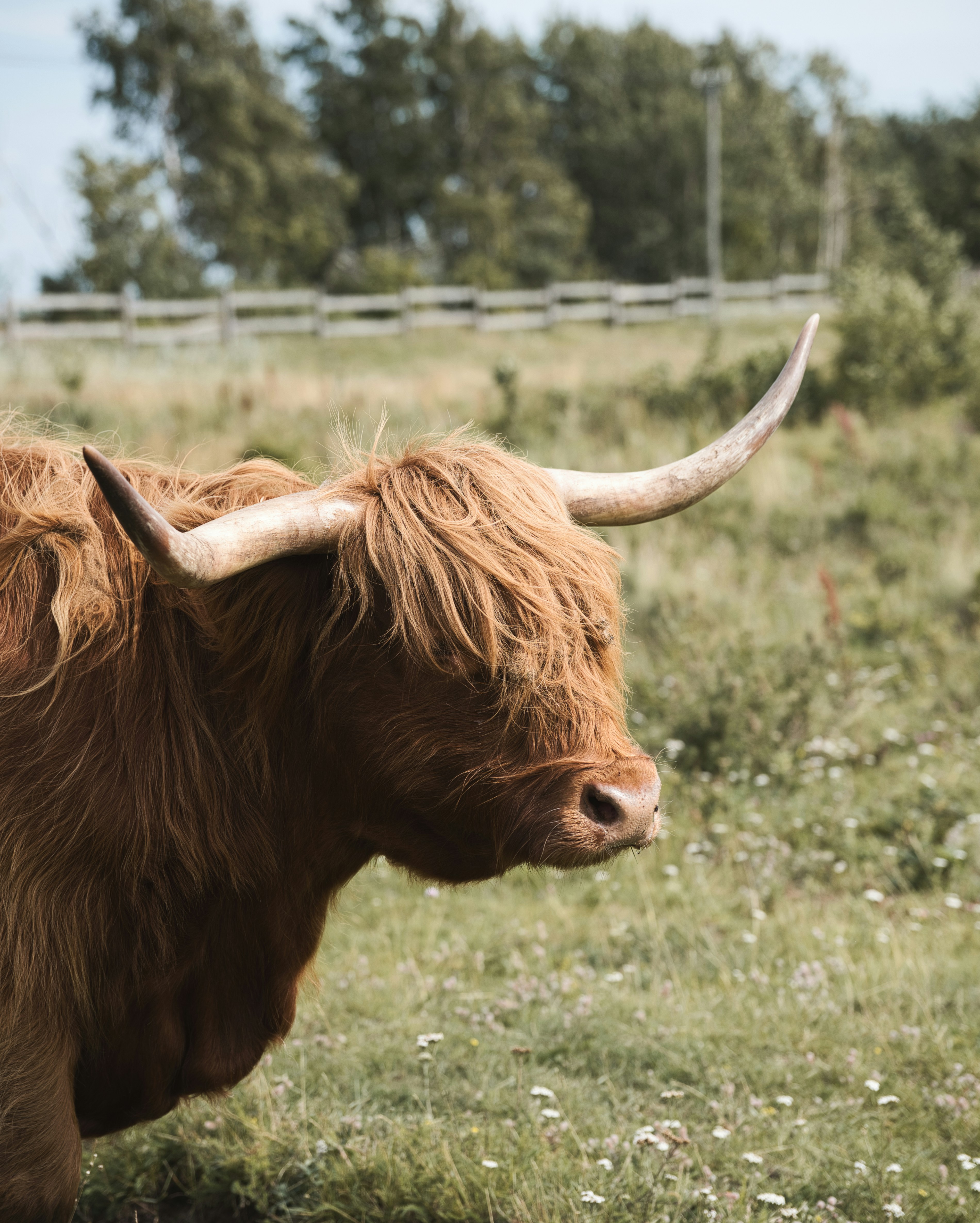 Herd Protector: Highland Cattle in Sunlit Meadow
