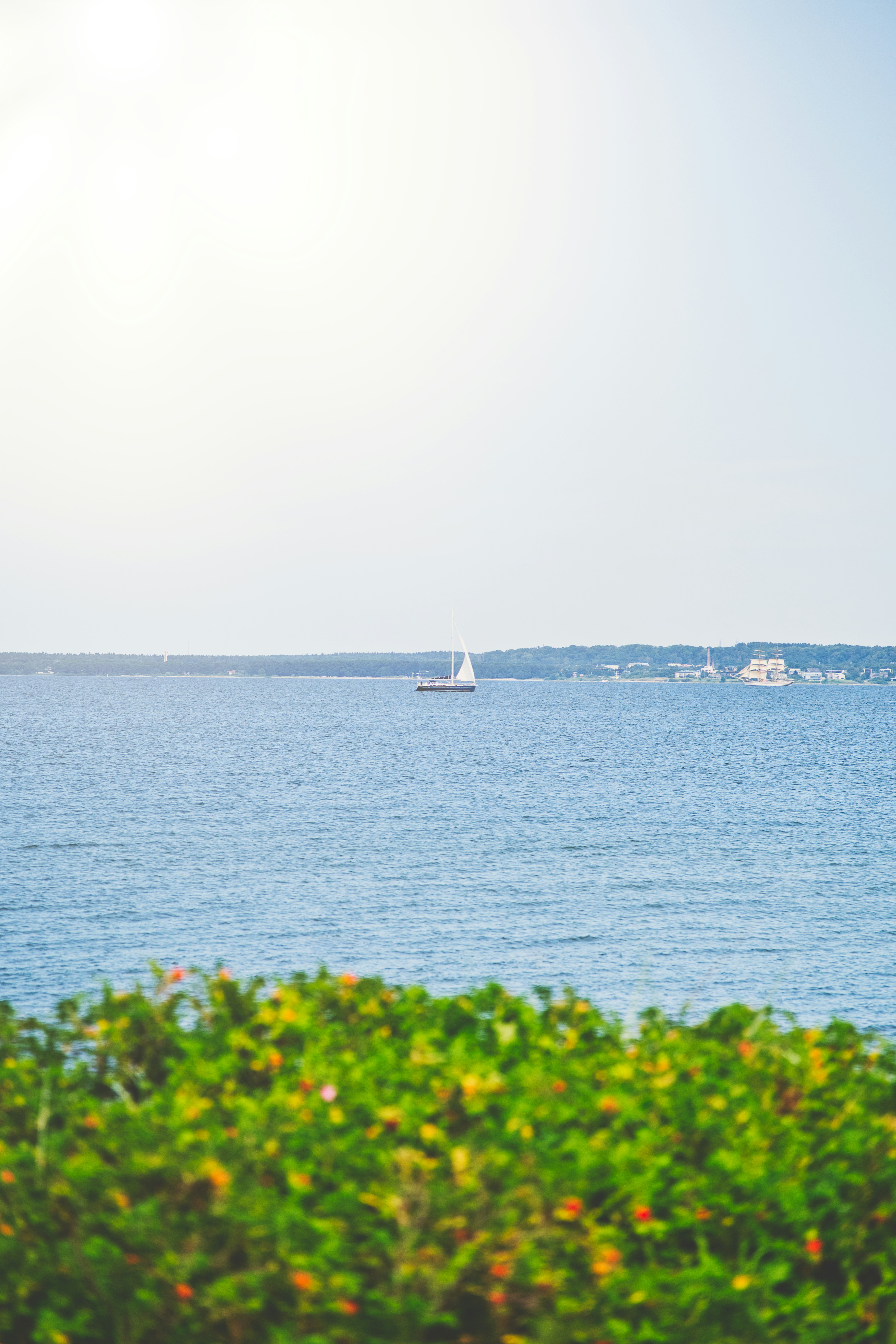 Sailboat on Calm Blue Horizon with Lush Foreground