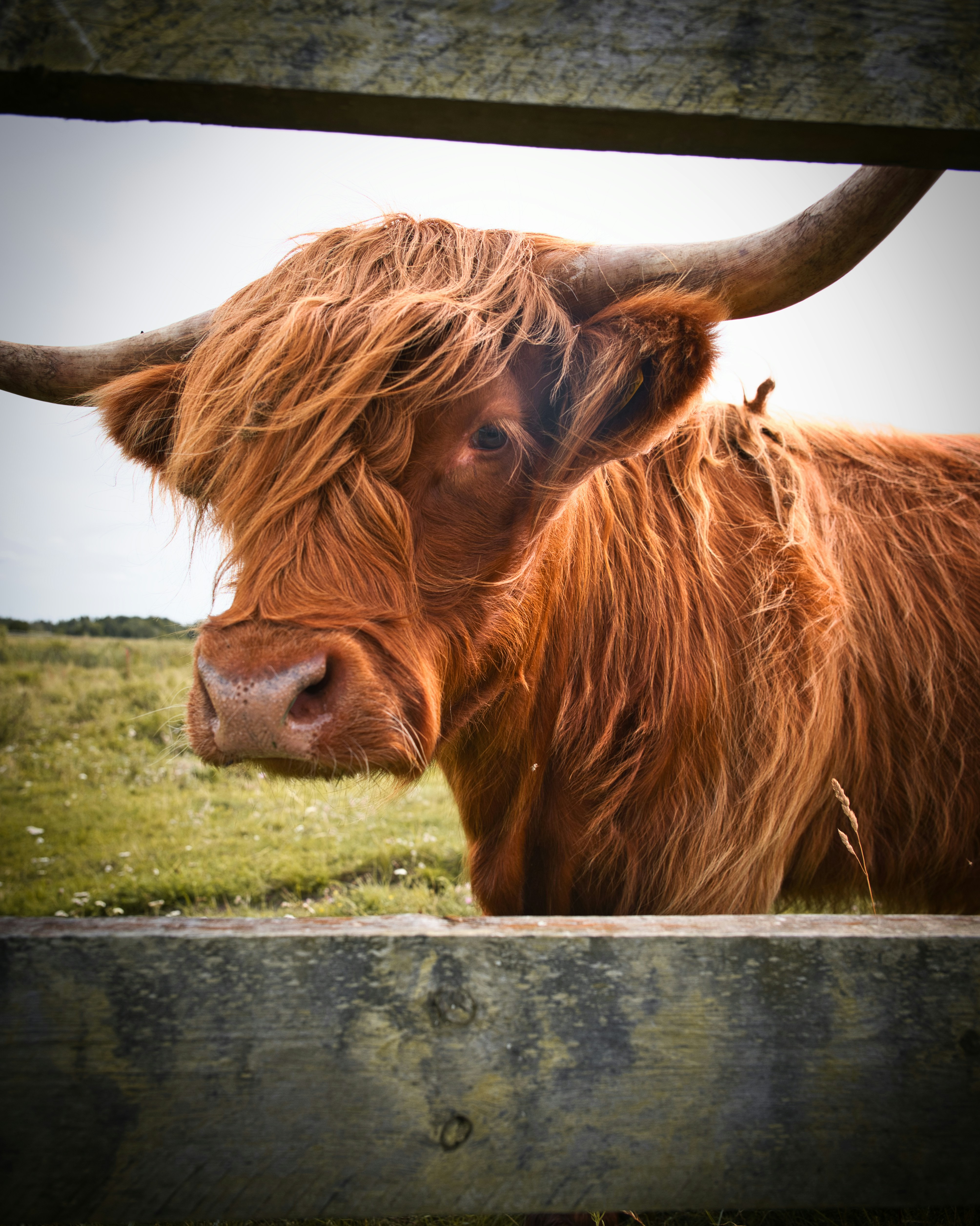 Highland Gentle Giant: Close-up of a Highland cow peering through a rustic fence