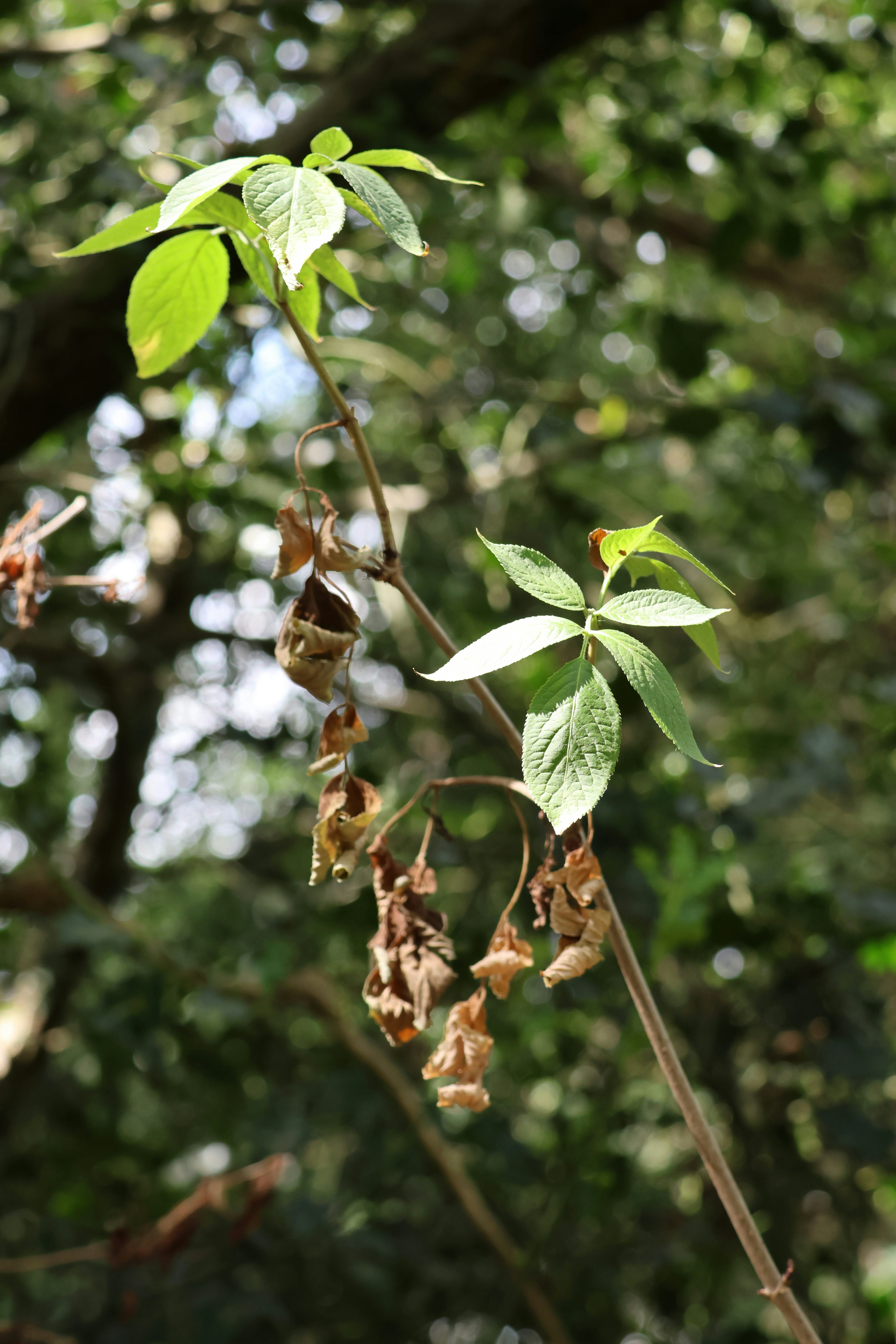 Withered tendrils cling to a sunlit fern-green stem