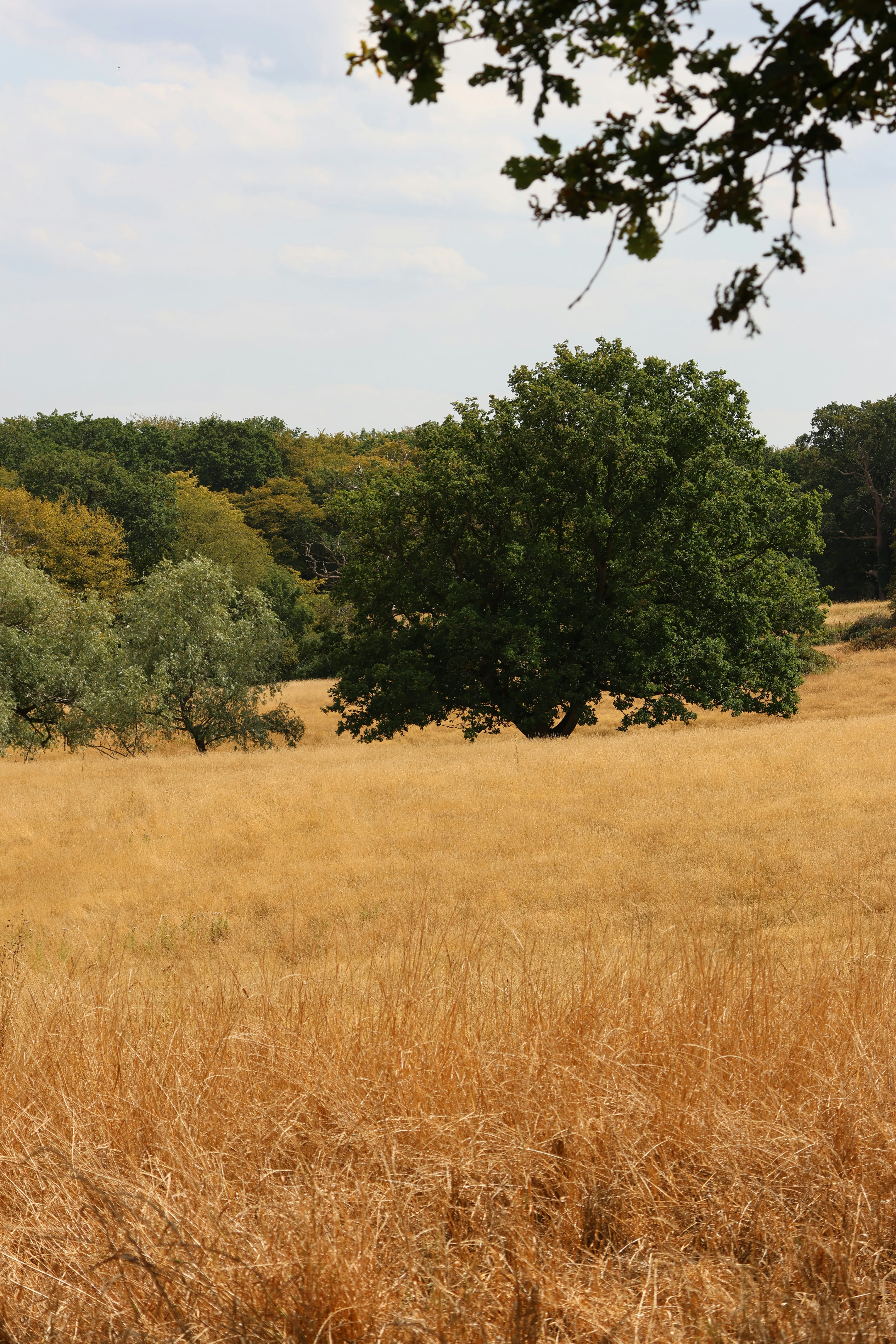 Solitary oak in a sunlit prairie
