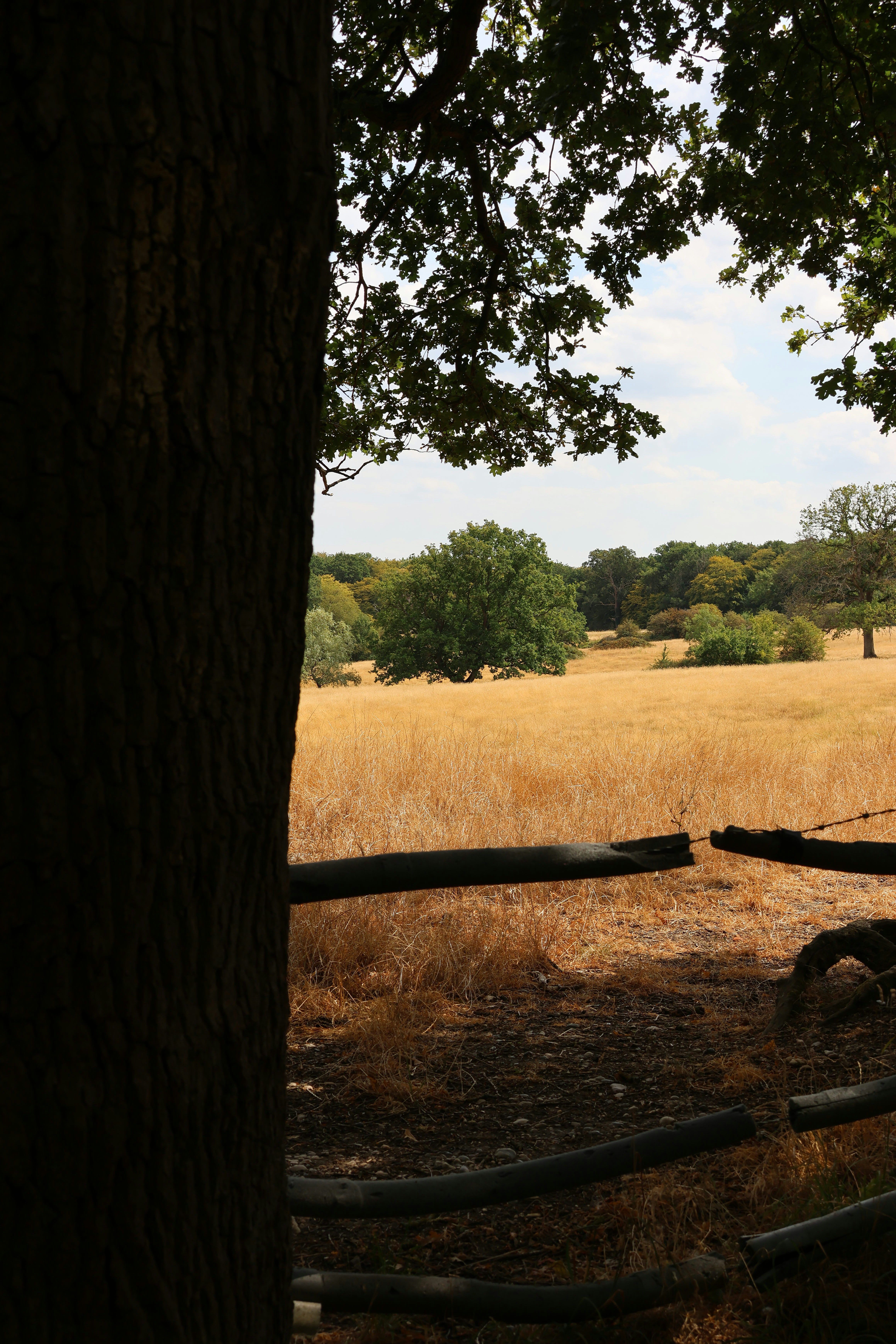 Shade and Golden Field: A Quiet Boundary Between Tree and Prairie