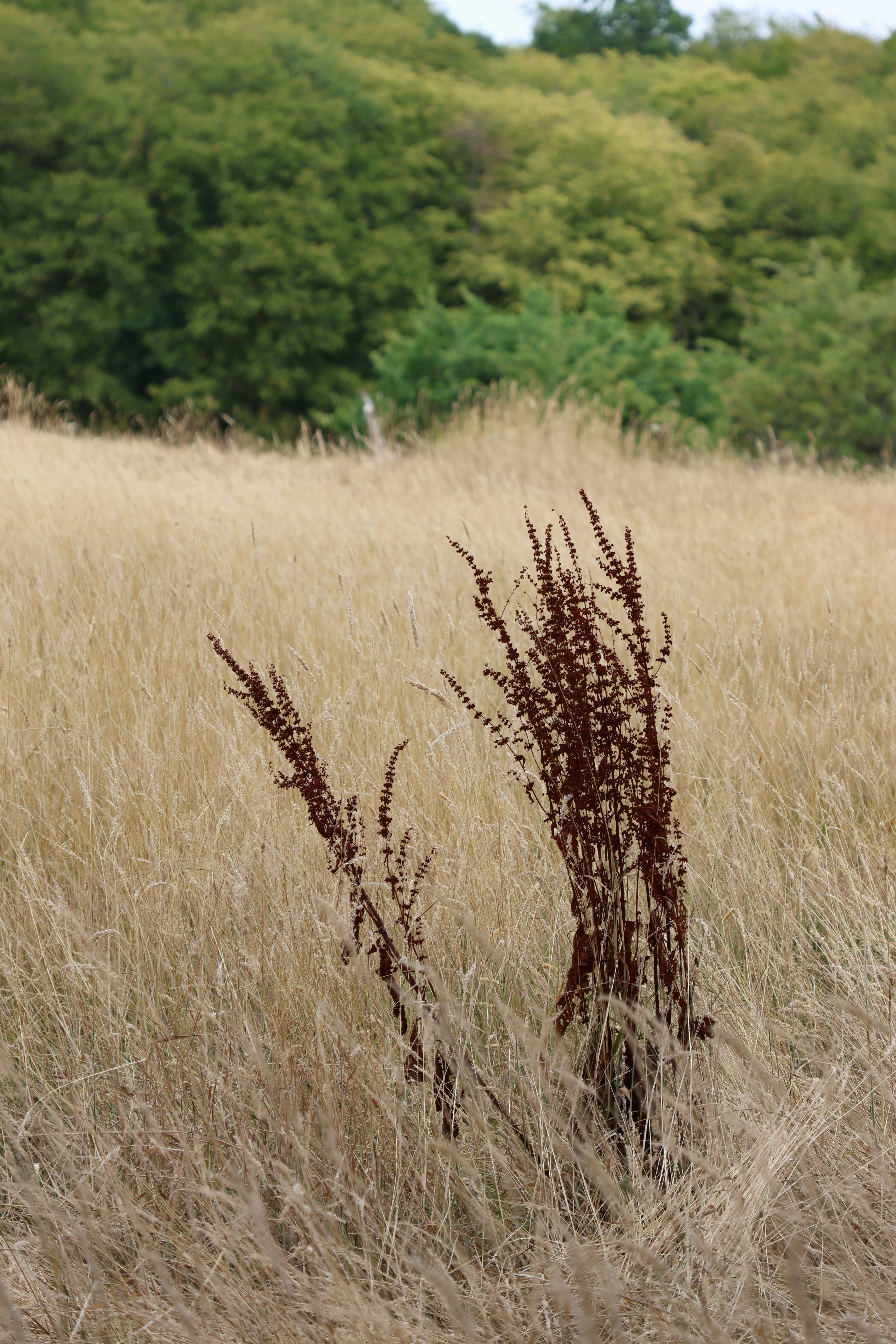 A small cluster of tall brown stalks rises from golden meadow grasses with a dense green forest in the background. A simple landscape scene focusing on texture and color without a clear human subject.