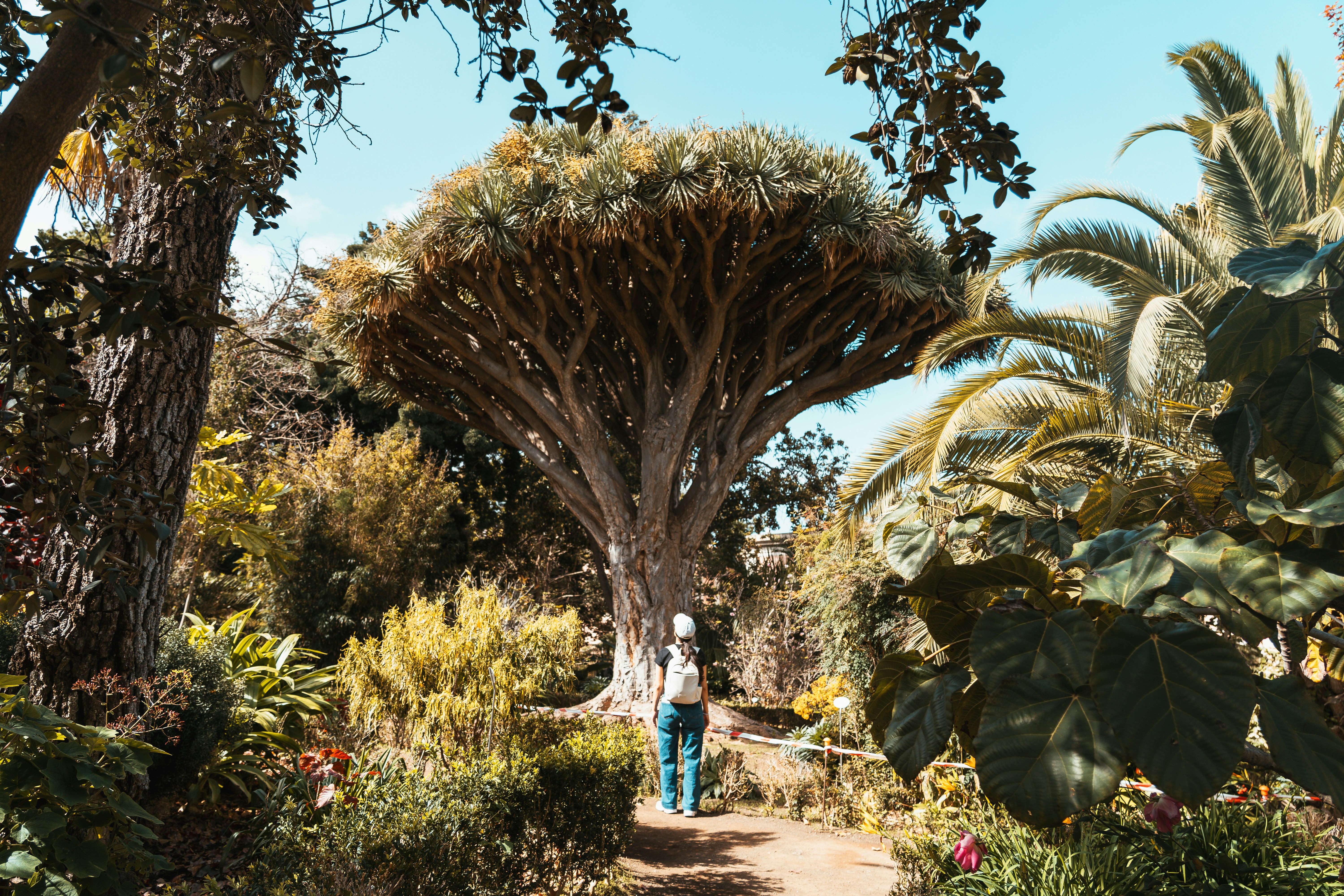 Guardian in the Garden: A Visitor Beneath the Crown