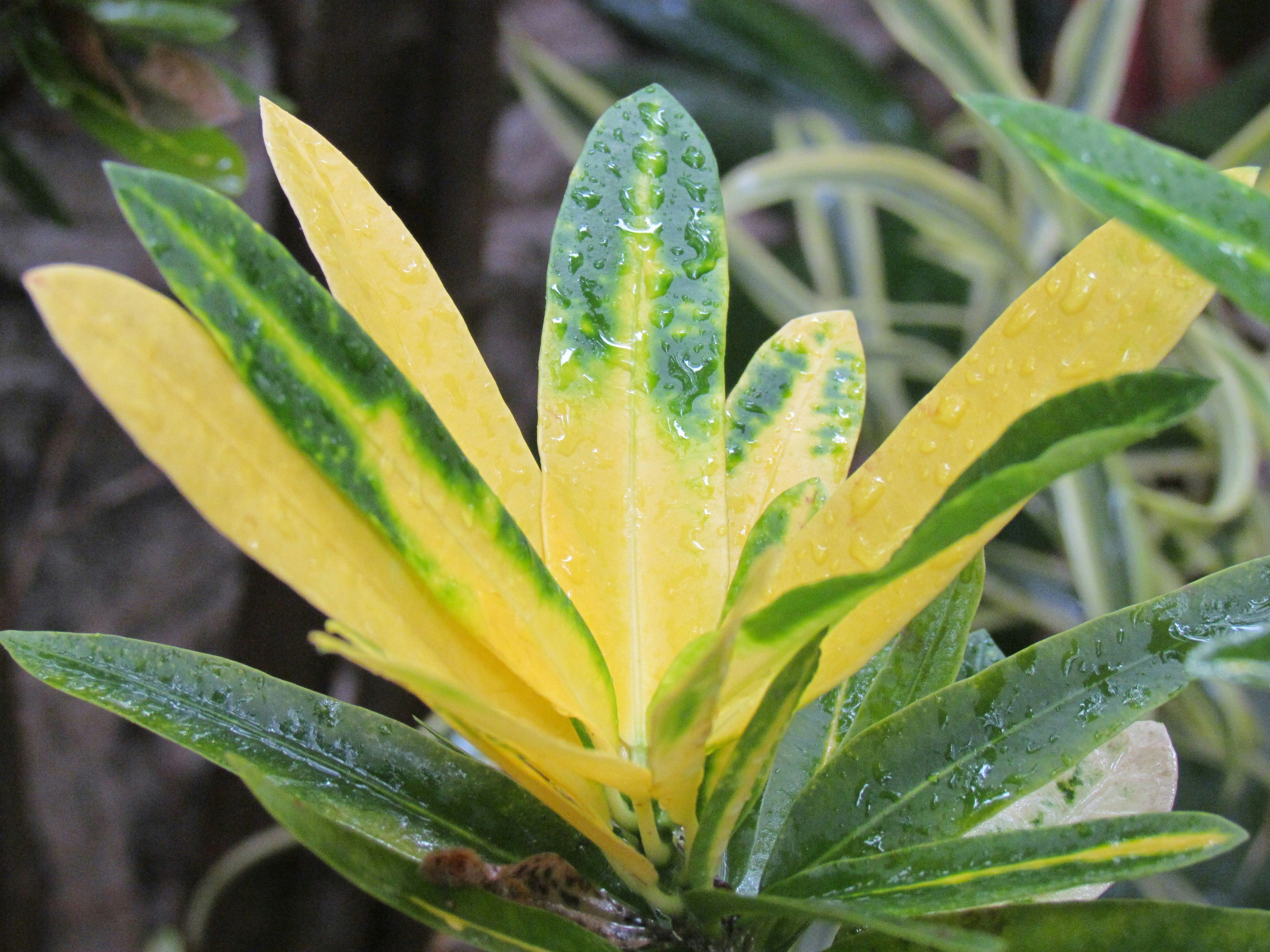 Golden-variegated leaf rosette under morning dew