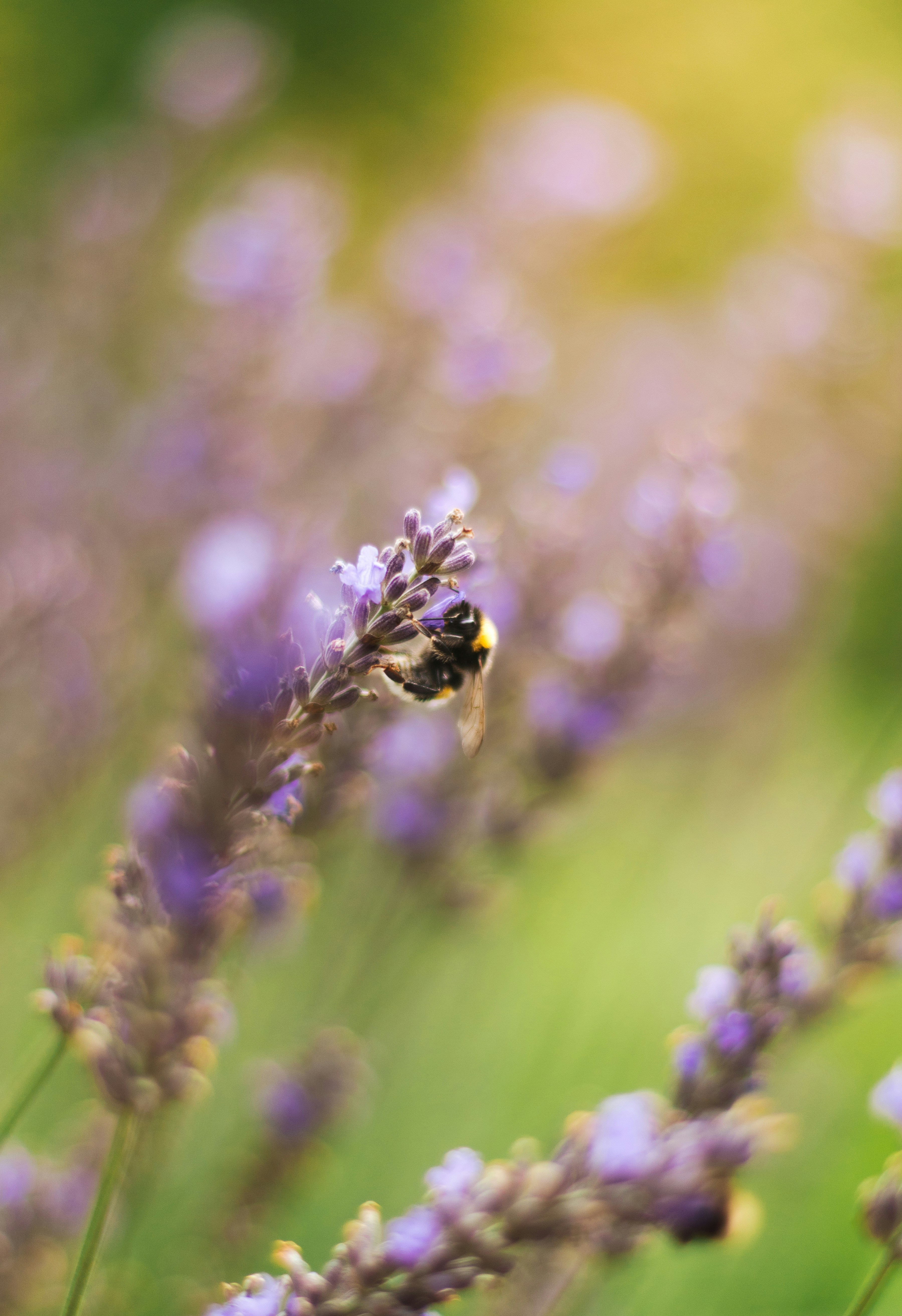 Bees and Lavender: A Soft-Focused Moment in a Blooming Field
