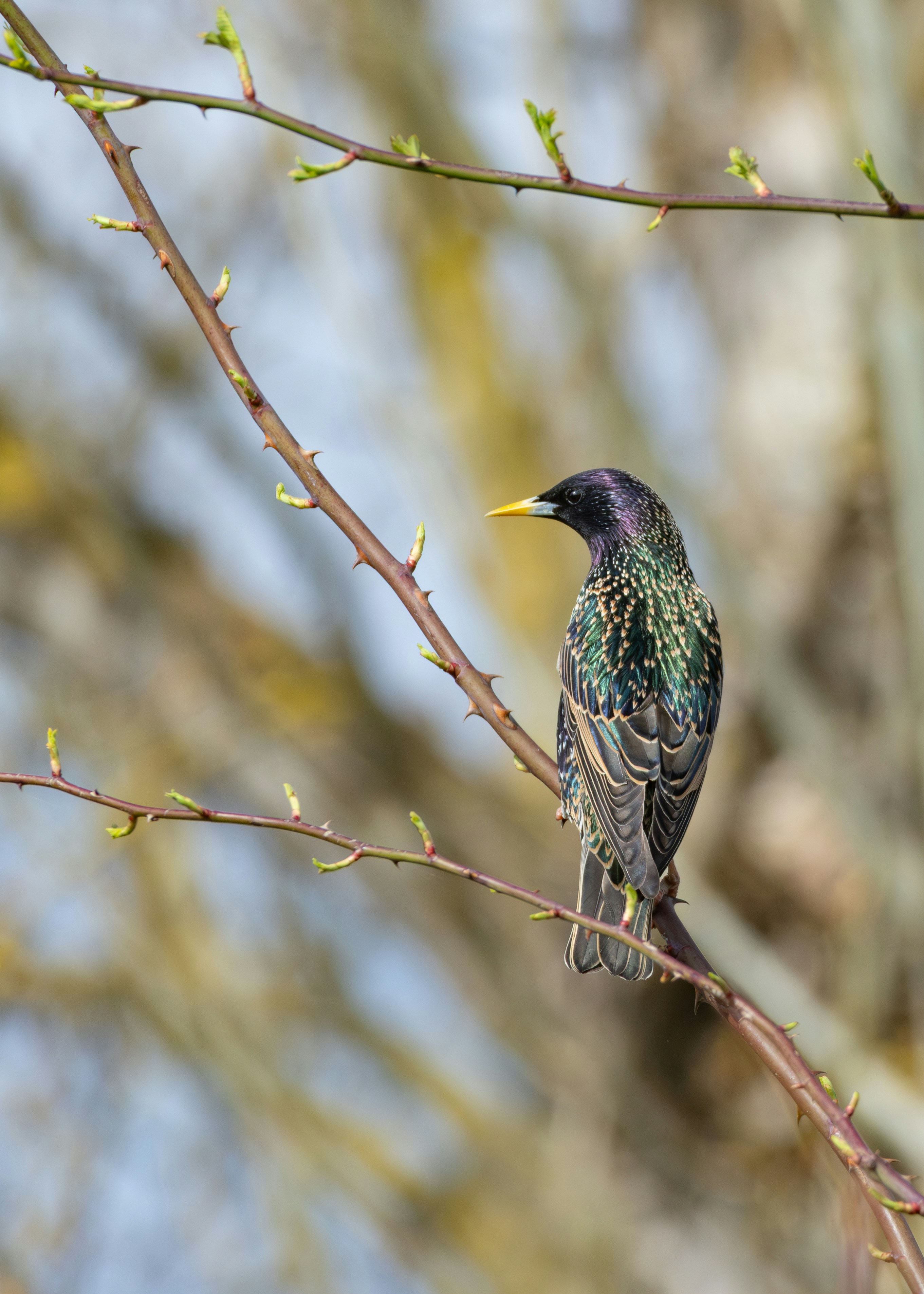 Iridescent Warbler in Spring Offshoot