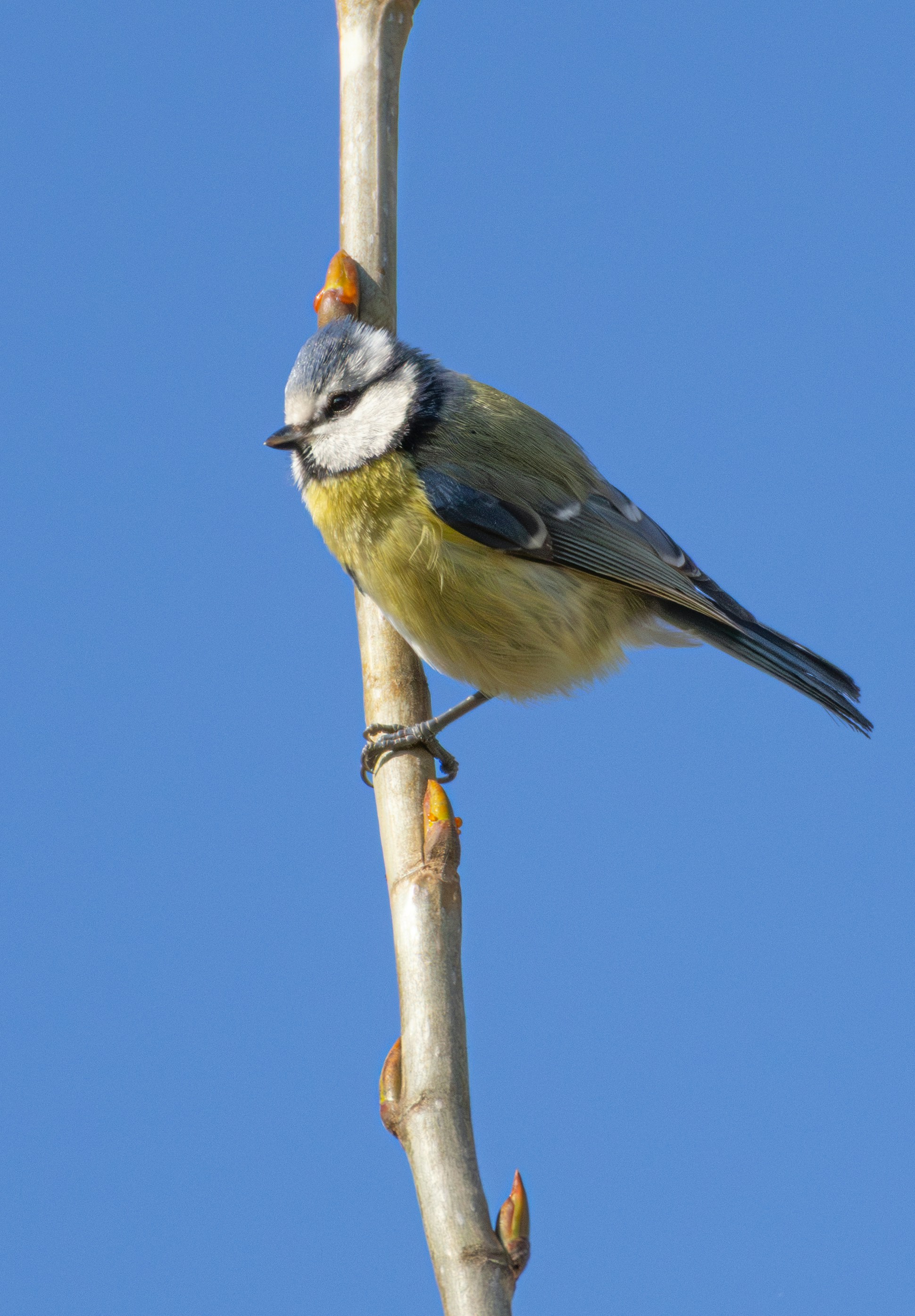 Blue Tit Clinging to a Bare Branch Under Clear Blue Sky