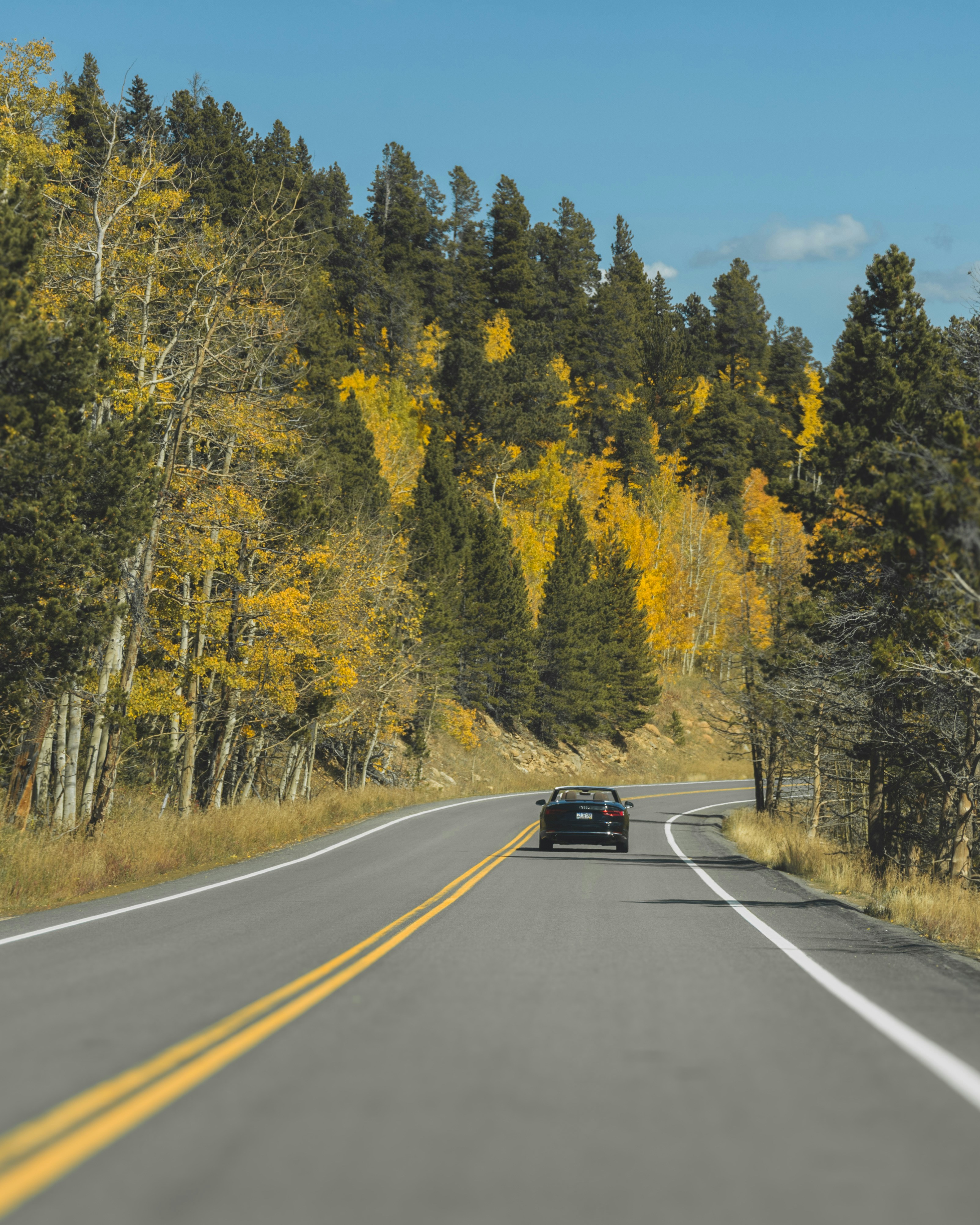 Highway Through Golden Pines