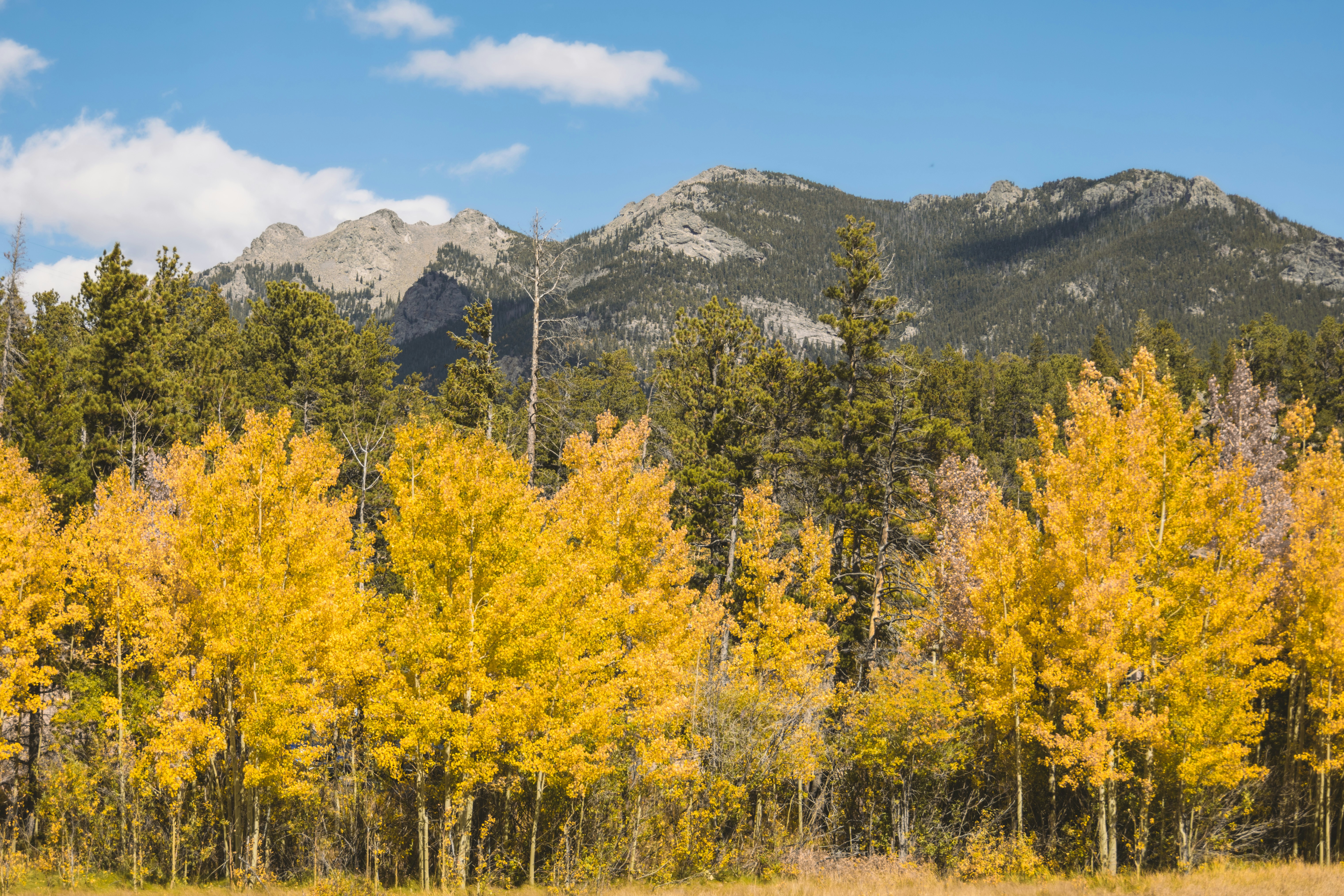 Golden Trees Before a Rocky Summit