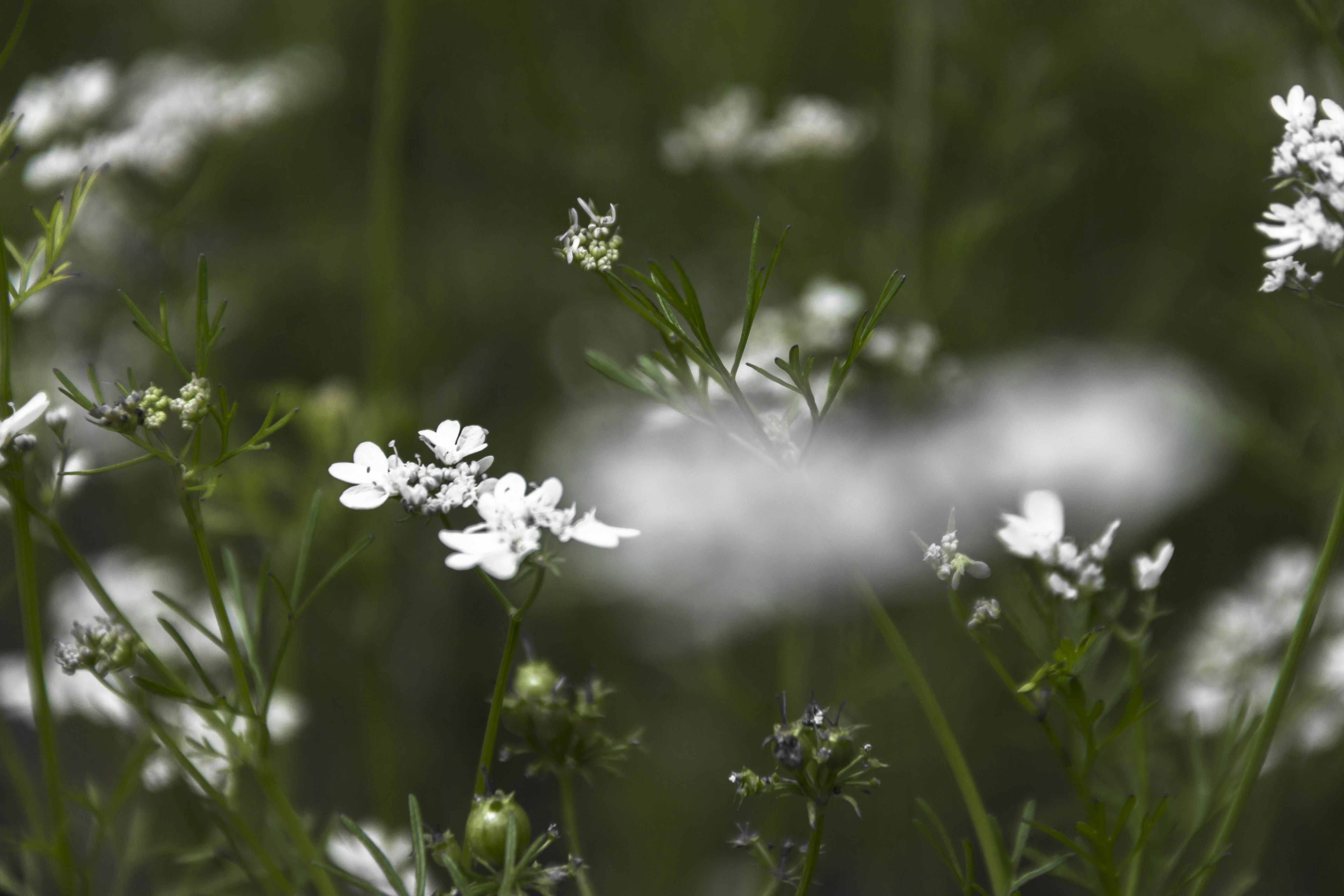 Whispers of White: A Meadow in Soft Focus