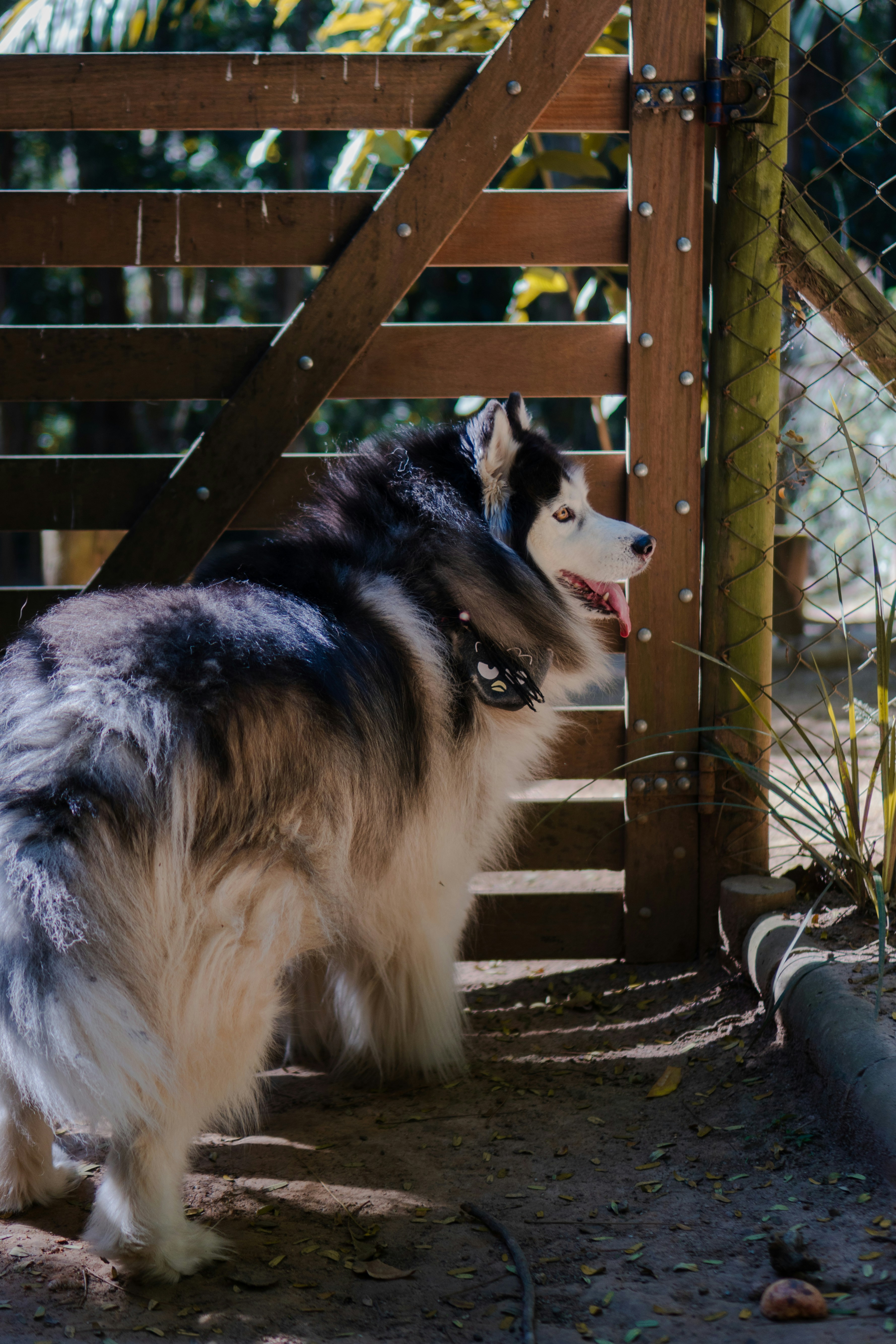 Husky by the Enclosure: Guarding the Gate