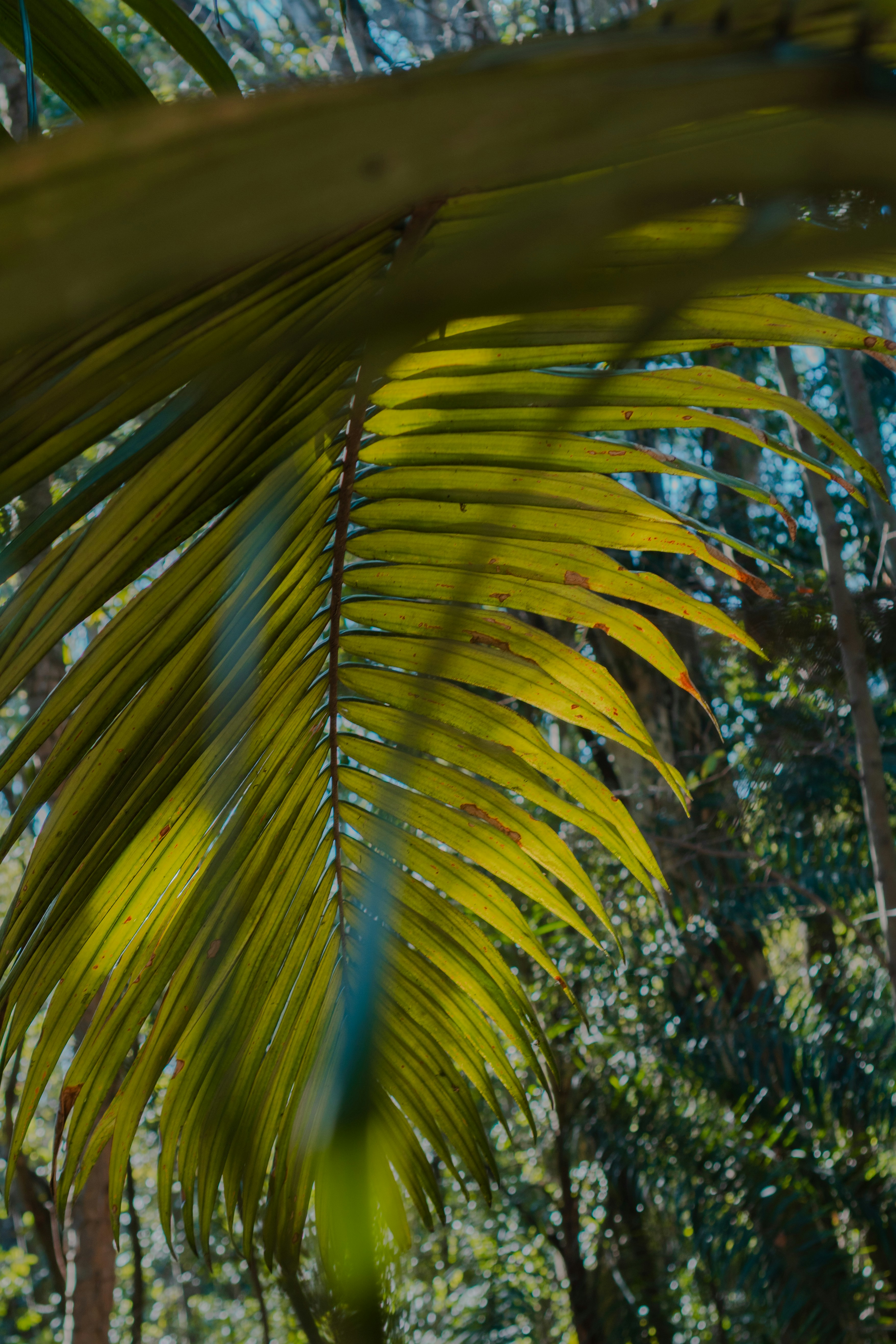 Vivid Palm Frond Arc in Dappled Jungle Light