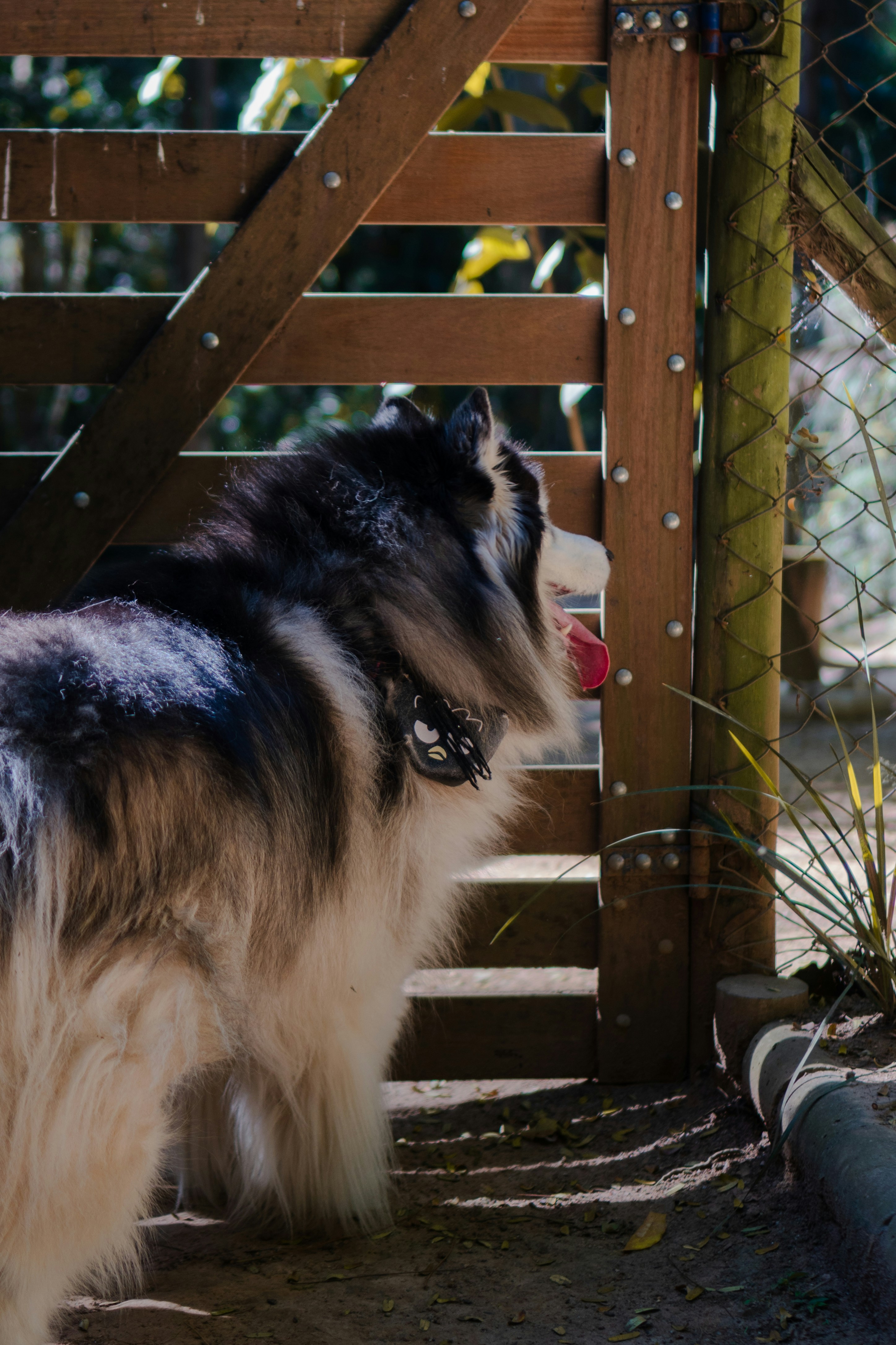 Partial Portrait of a Fluffy Husky by a Wooden Gate
