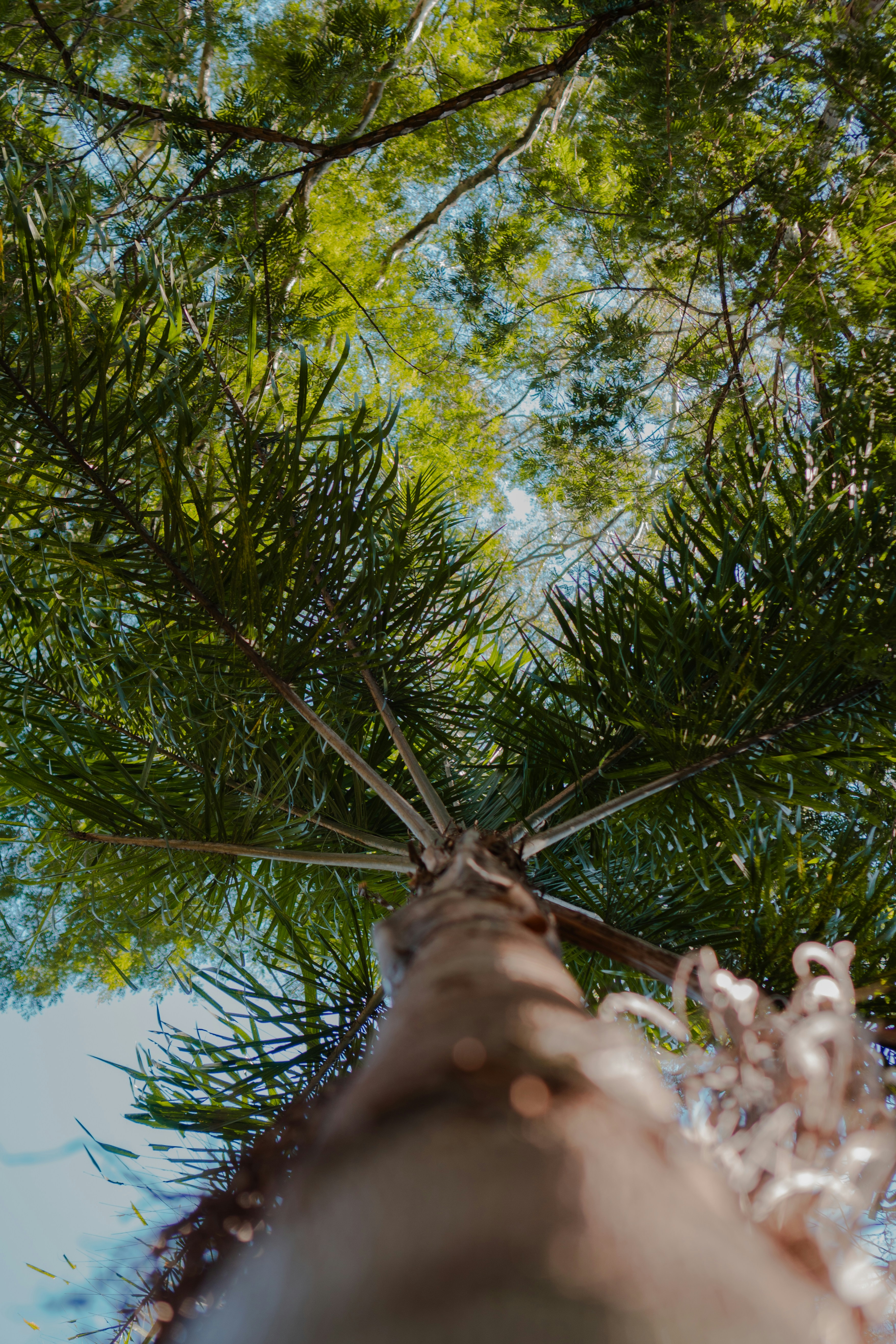 Look Up: A Palm's Perspective Toward the Sunlit Canopy