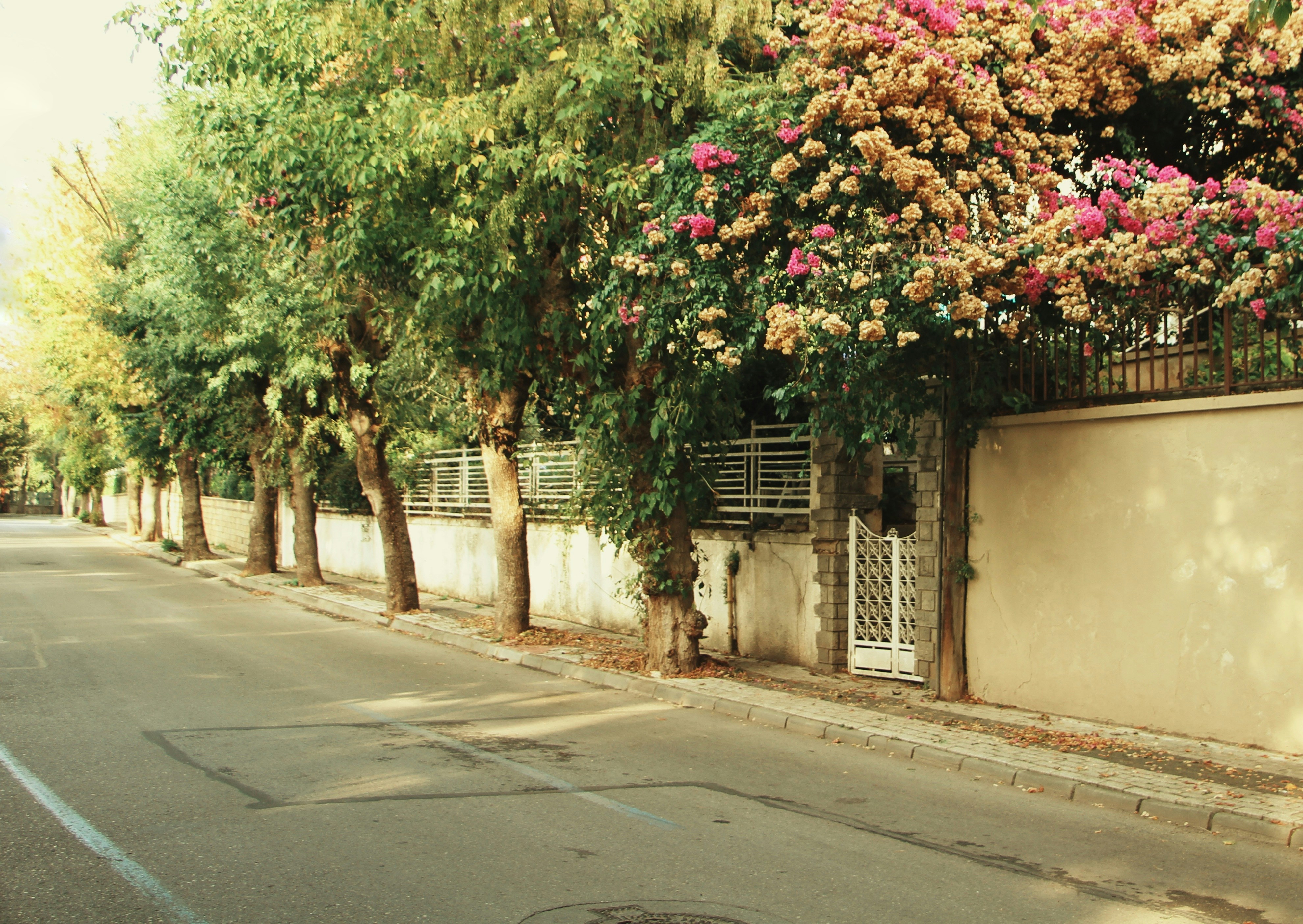Sunlit Avenida: A Quiet Tree-Lined Street