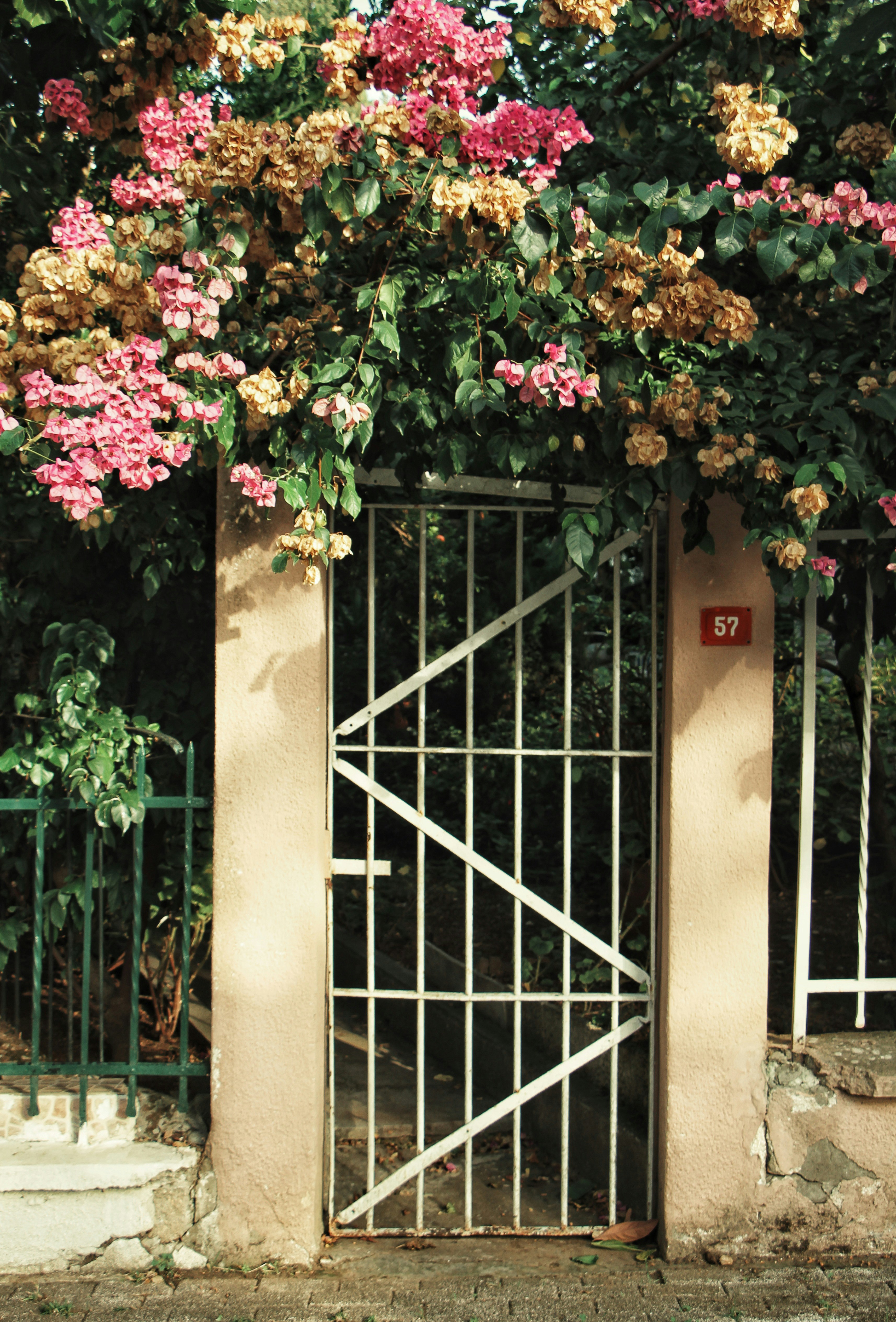 Overgrown Archway: A Wrought-Iron Gate Beneath Blushing Bouquets