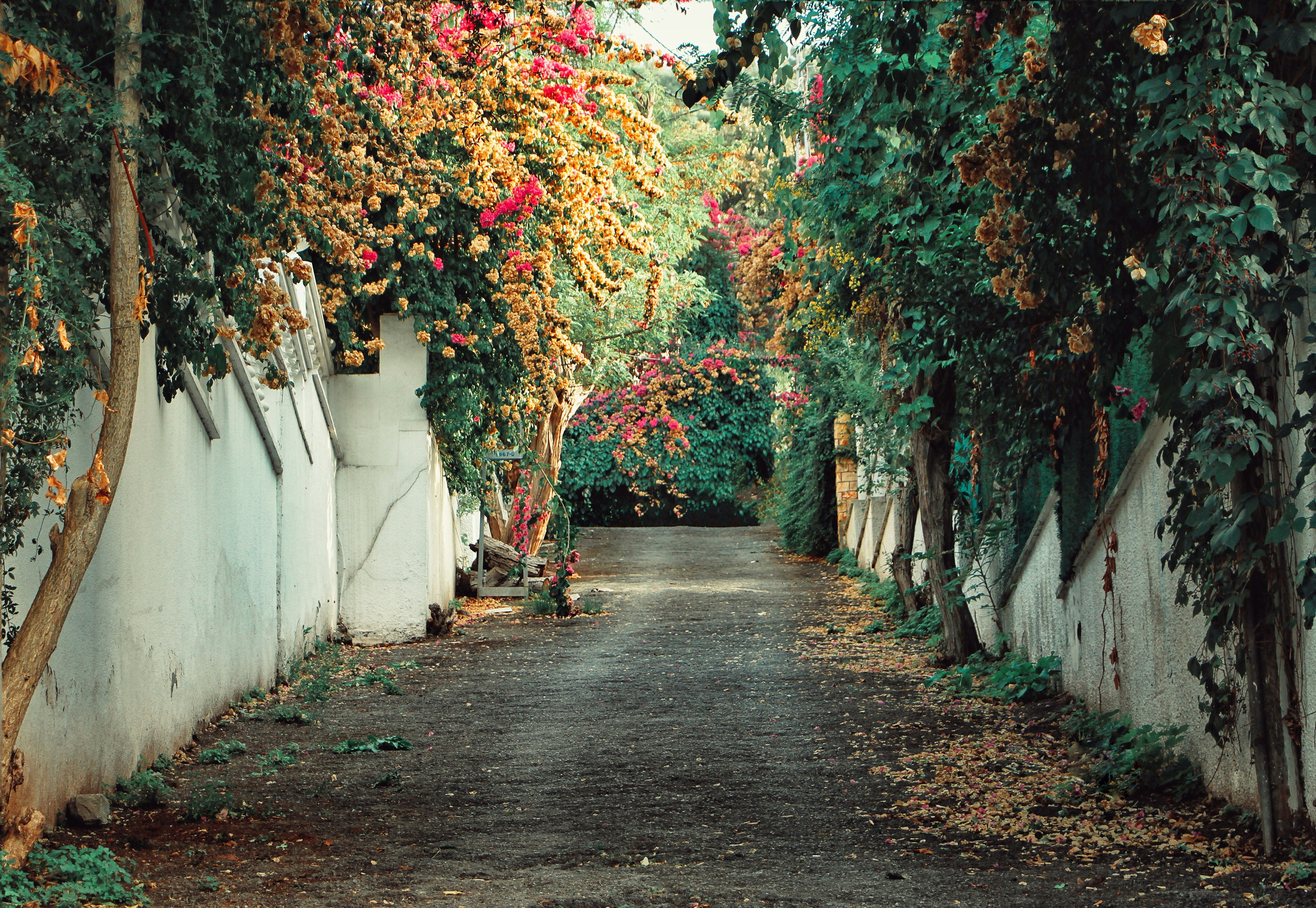 Verdant Corridor: A Quiet Path Lined with Autumnal Foliage