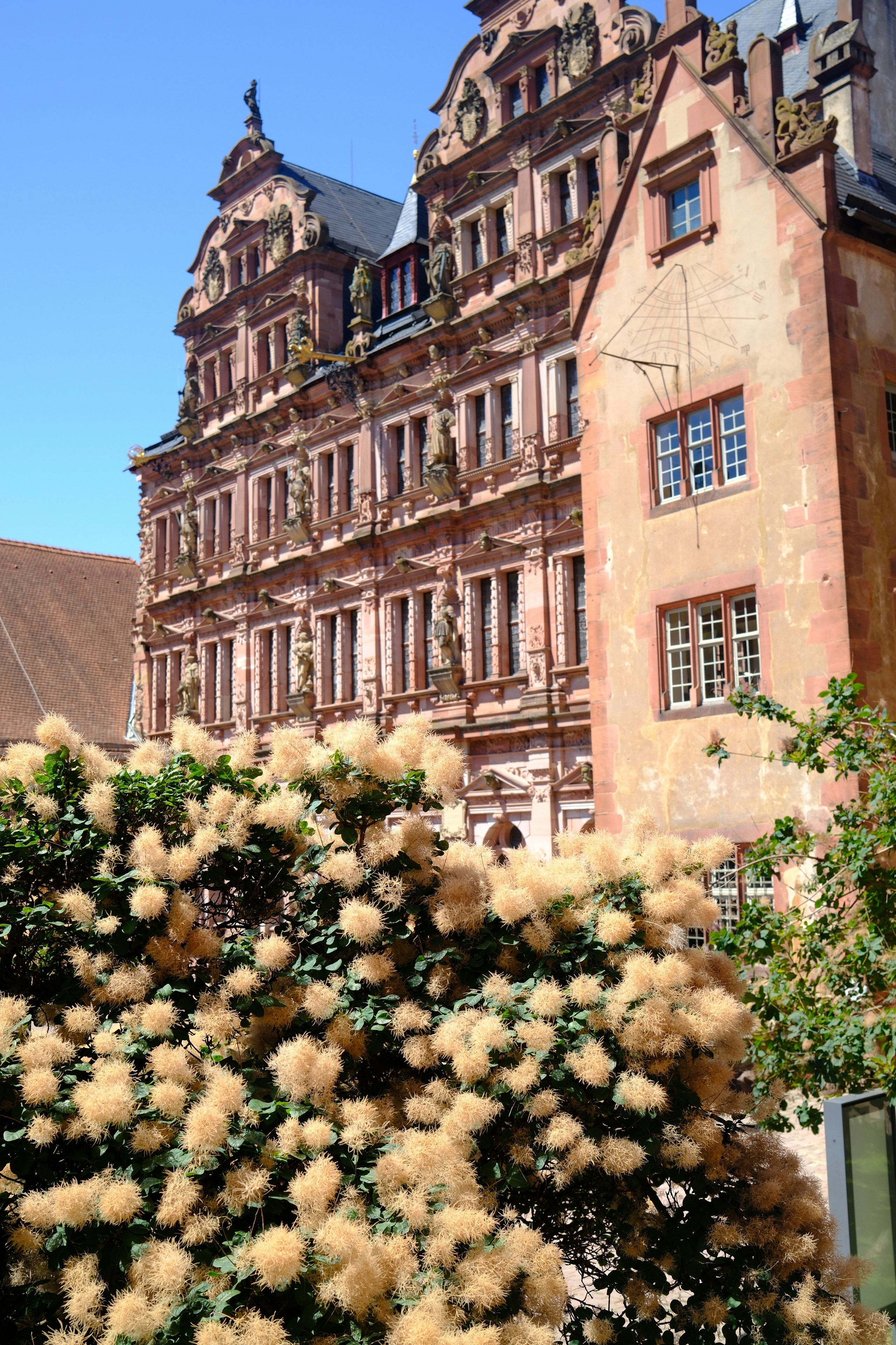 Ornate Historic Facade Framed by Fluffy Garden Bloom